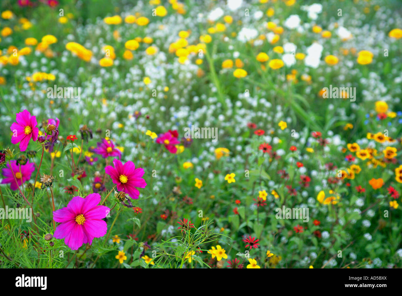 Multicoloured field of flowers Stock Photo - Alamy