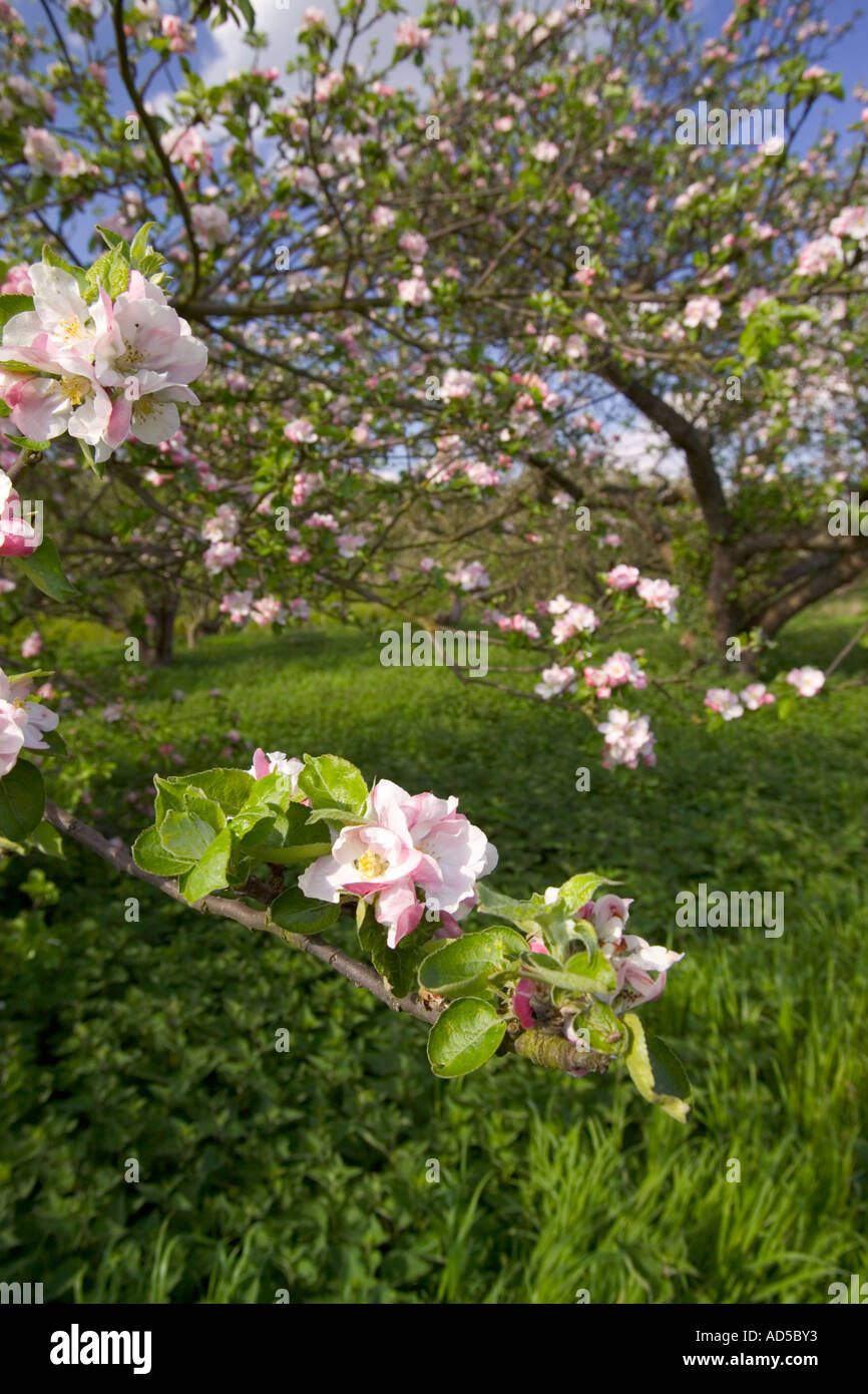 Fruit farming kent hi-res stock photography and images - Alamy
