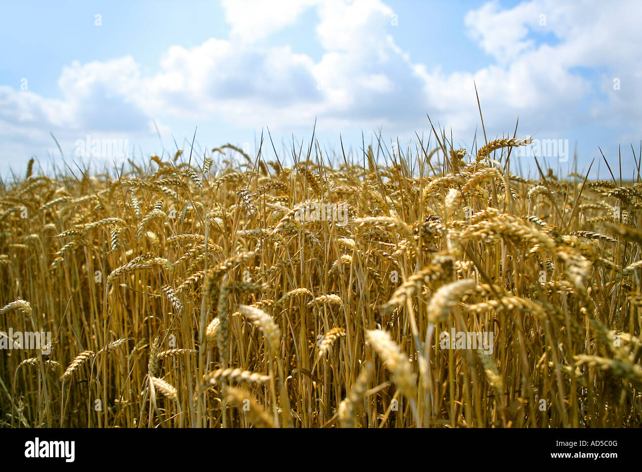 Wheat field close up Stock Photo - Alamy