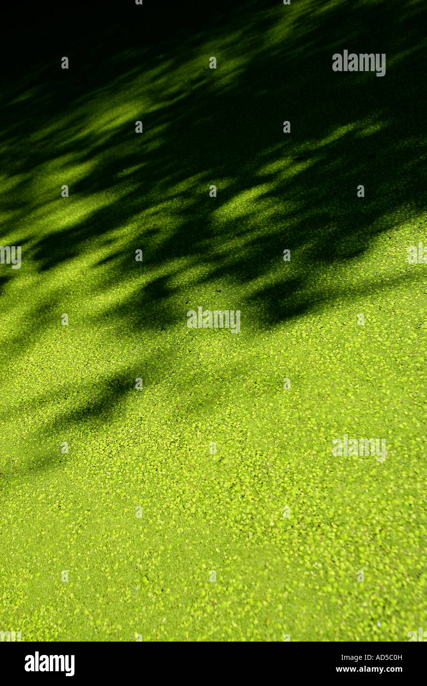 Shadow of a tree on the ground Stock Photo - Alamy