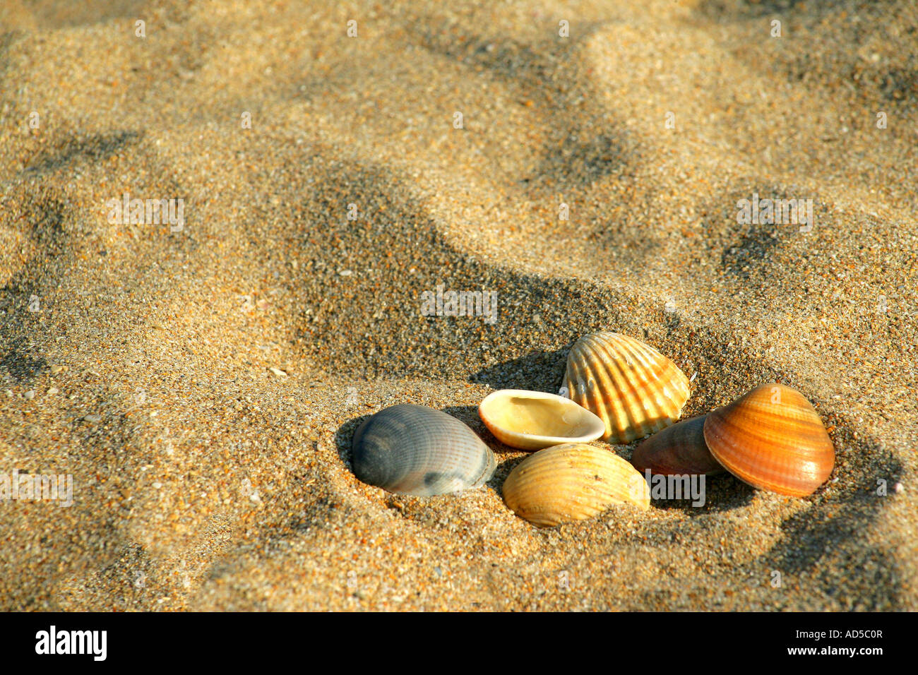 Seashells in the sand Stock Photo - Alamy