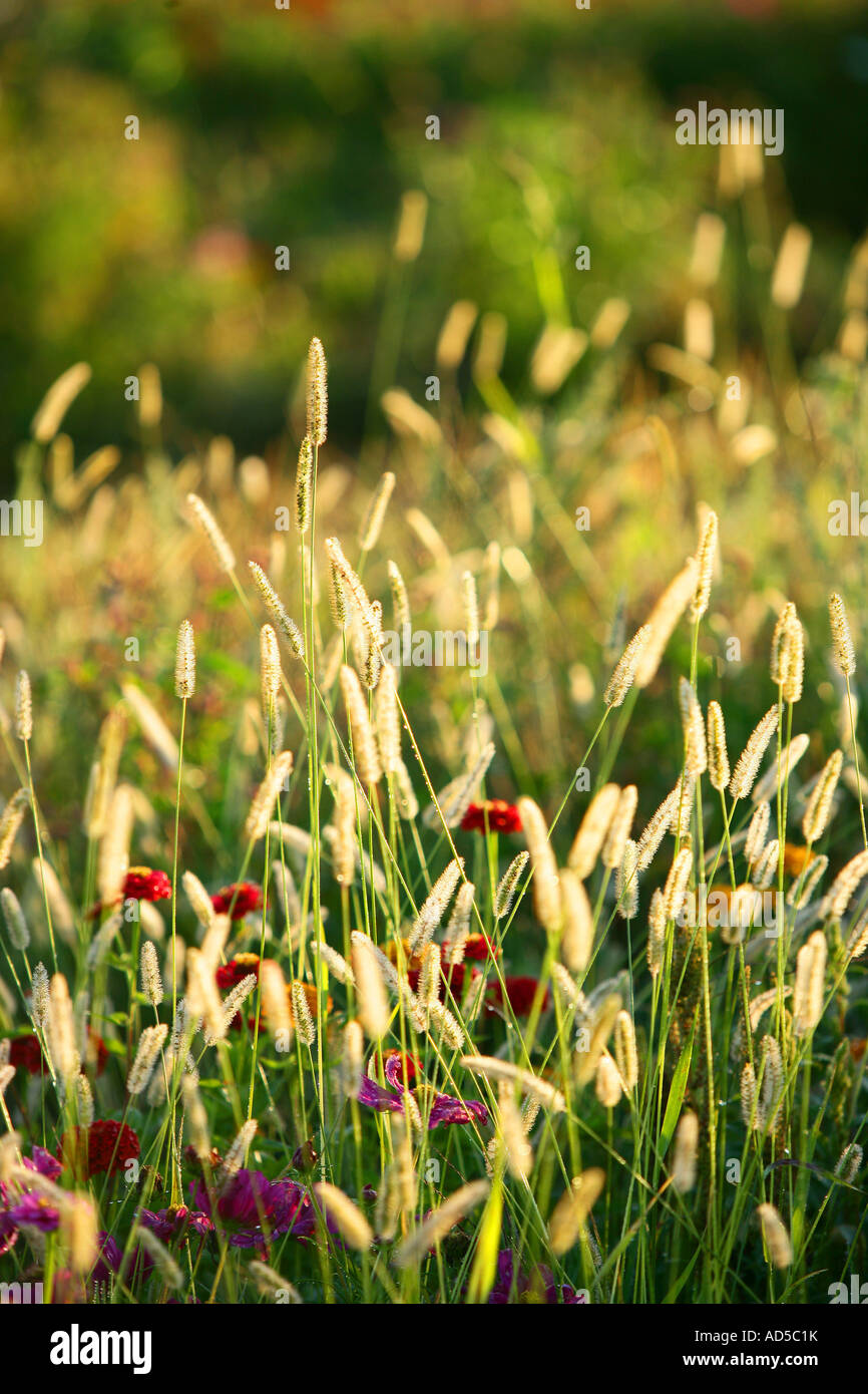Wild plants on a field Stock Photo - Alamy