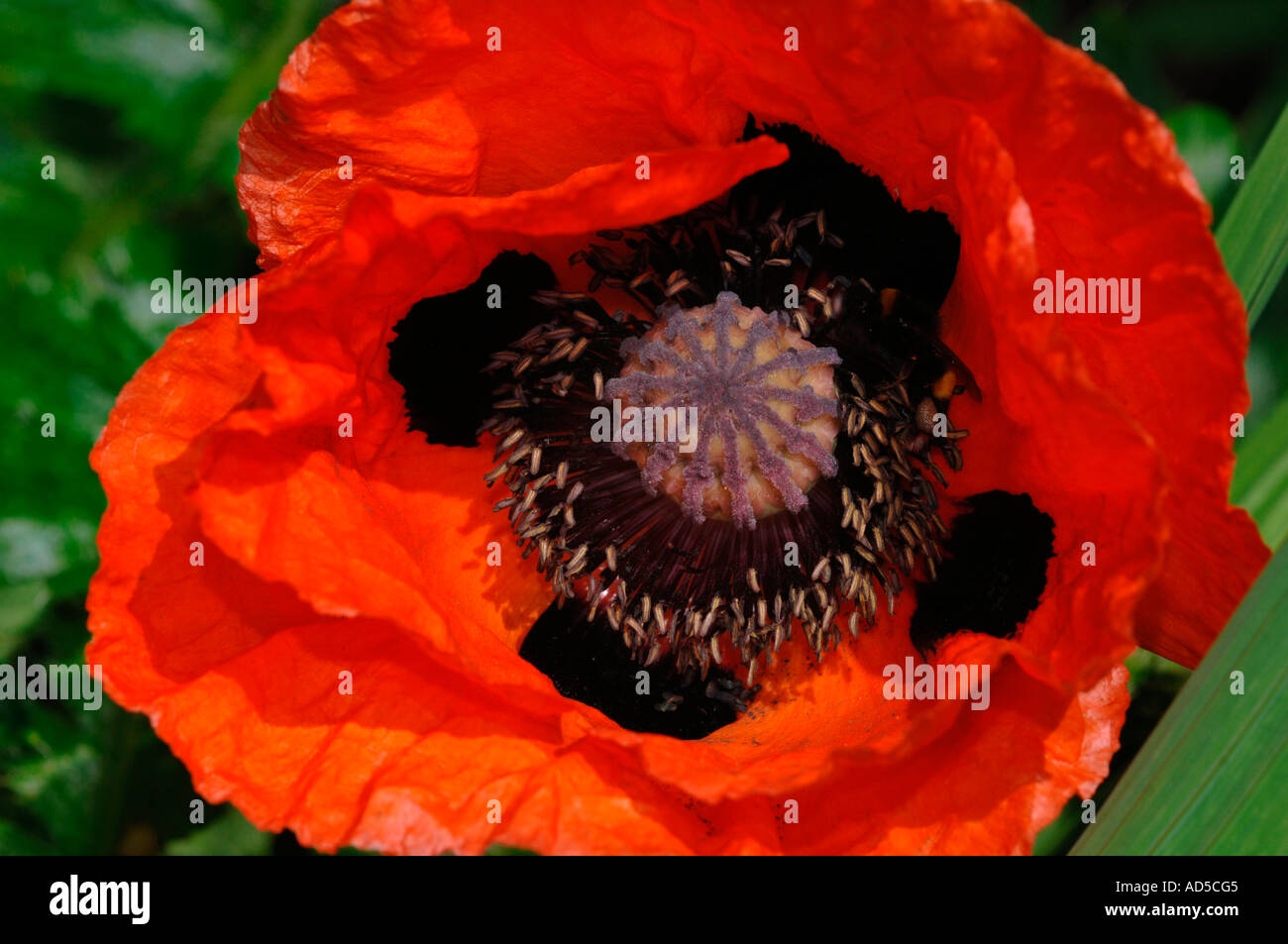 Jagged petals hi-res stock photography and images - Alamy