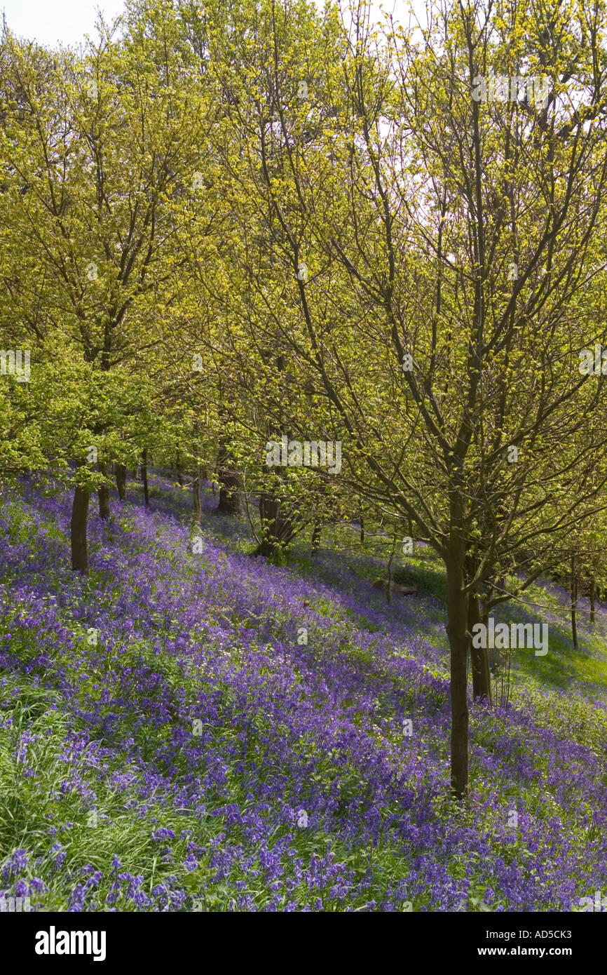 Bluebell woods Kent Stock Photo - Alamy