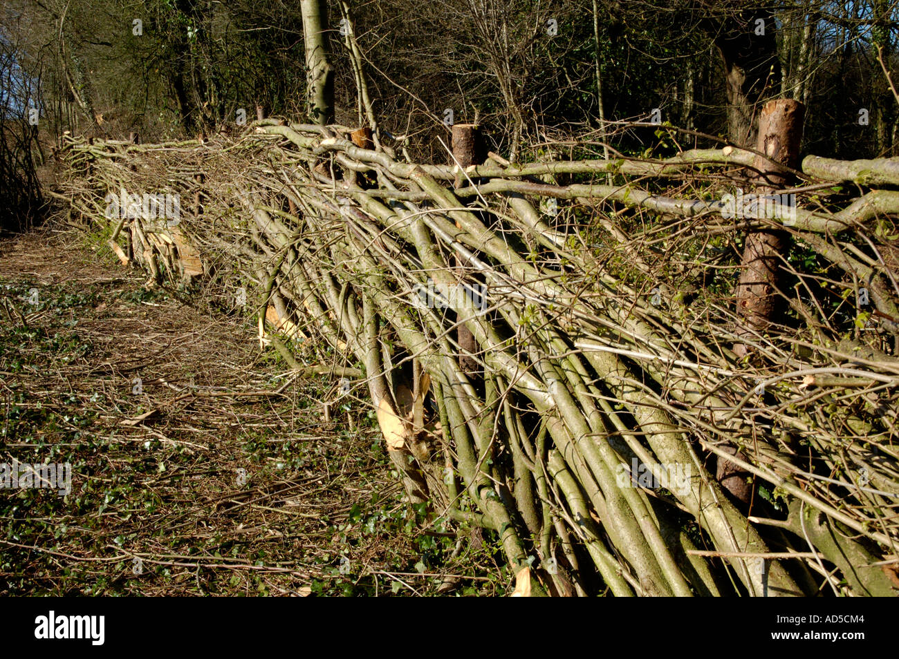 Allt yr yn nature reserve hi-res stock photography and images - Alamy