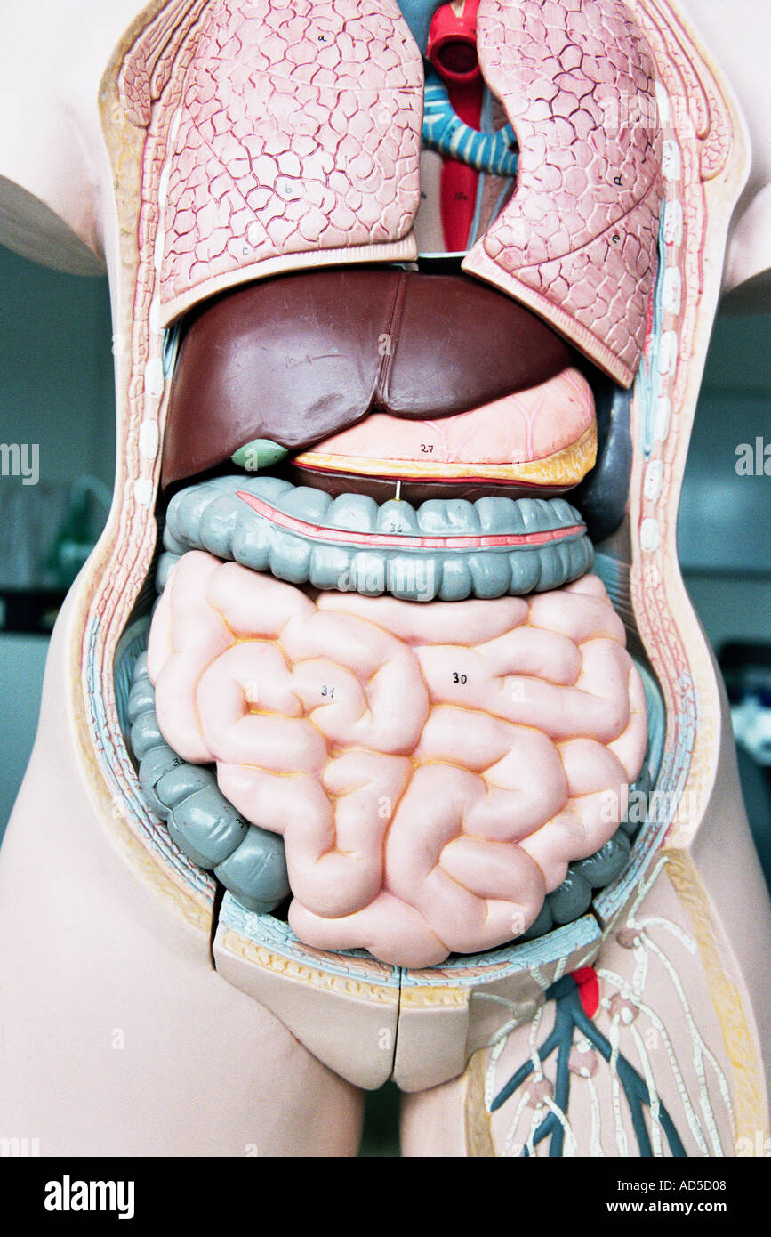 Educational model of body organs Stock Photo - Alamy