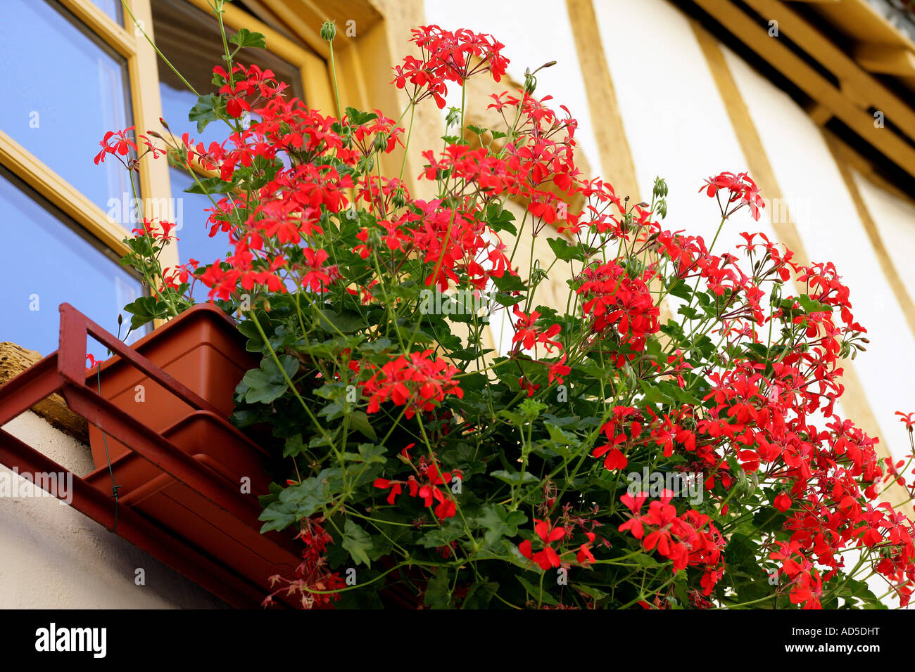 Red flowers in a pot at a window Stock Photo - Alamy
