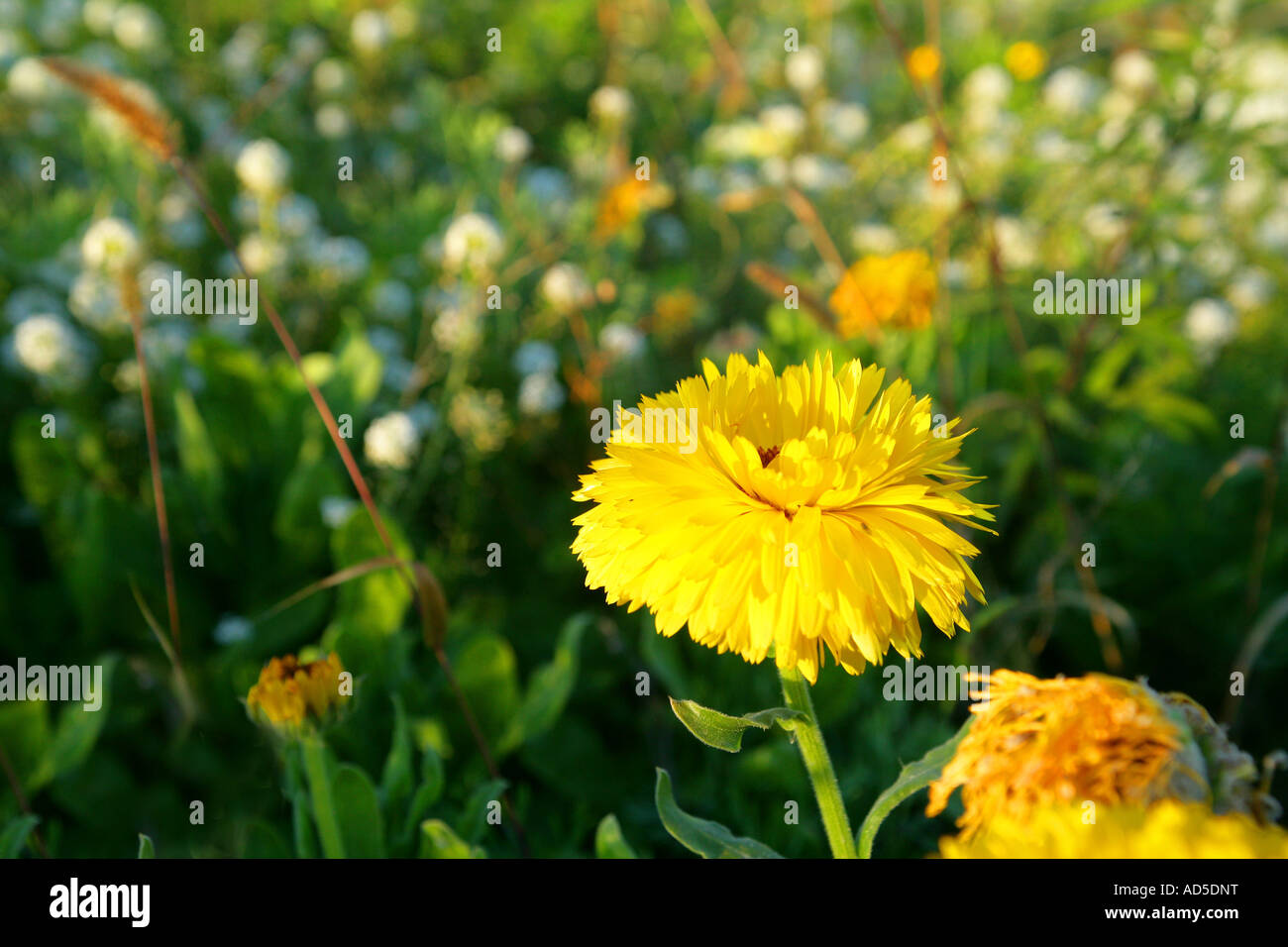 field of multicoloured flowers Stock Photo - Alamy