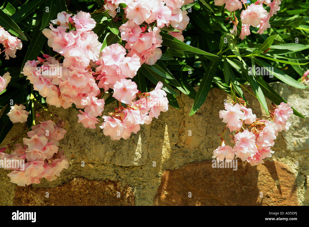 Rose laurel hi-res stock photography and images - Alamy