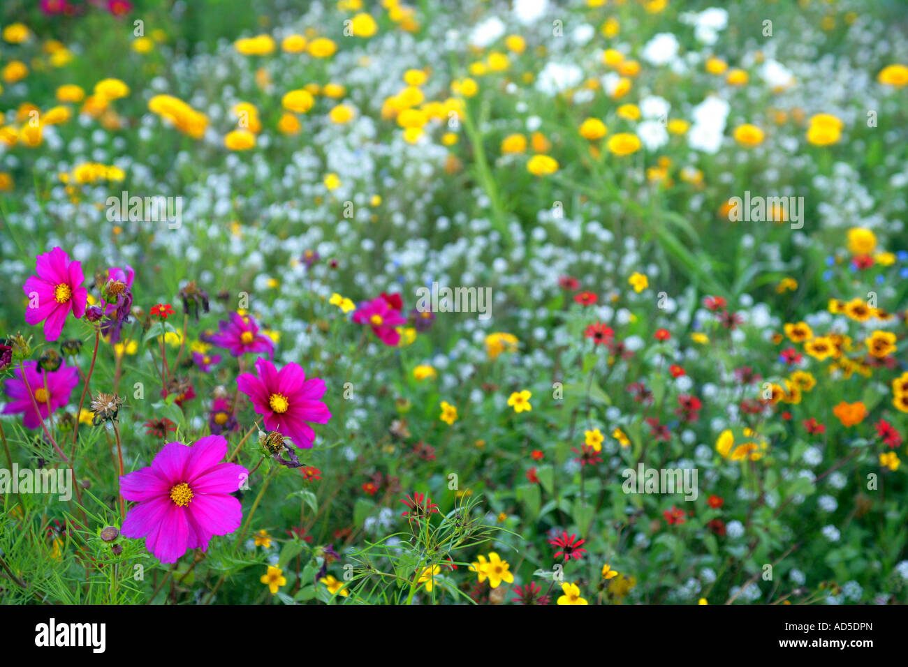 field of multicoloured flowers Stock Photo - Alamy
