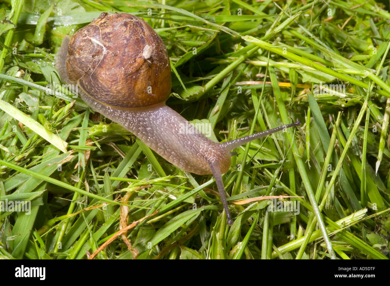 Snail on grass Stock Photo - Alamy