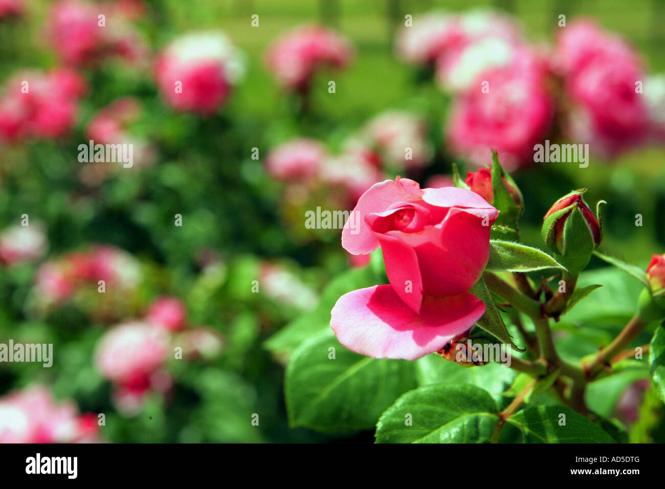 field of pink roses Stock Photo - Alamy