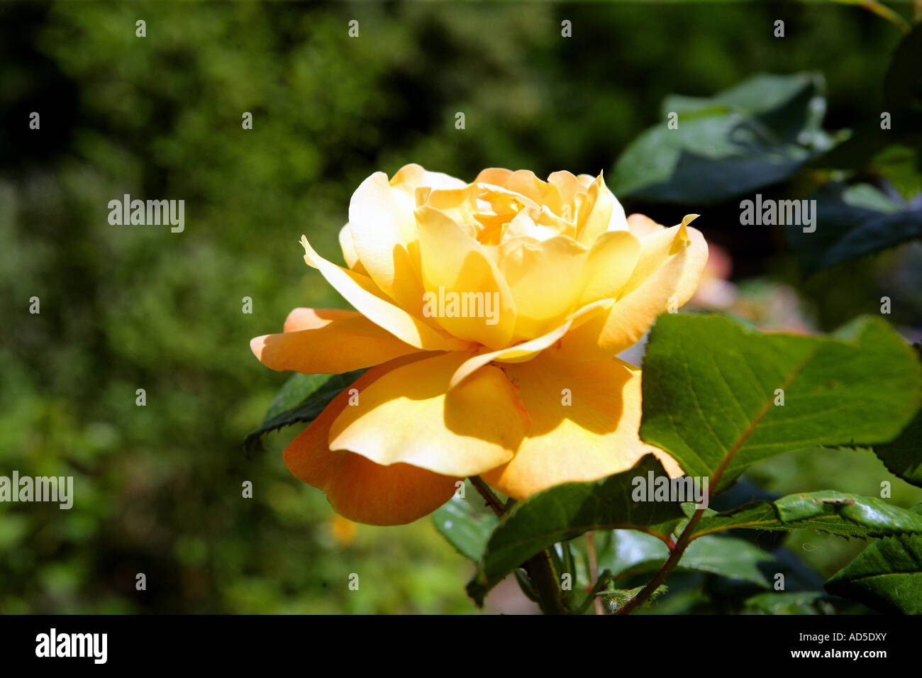 Yellow rose on a field Stock Photo - Alamy