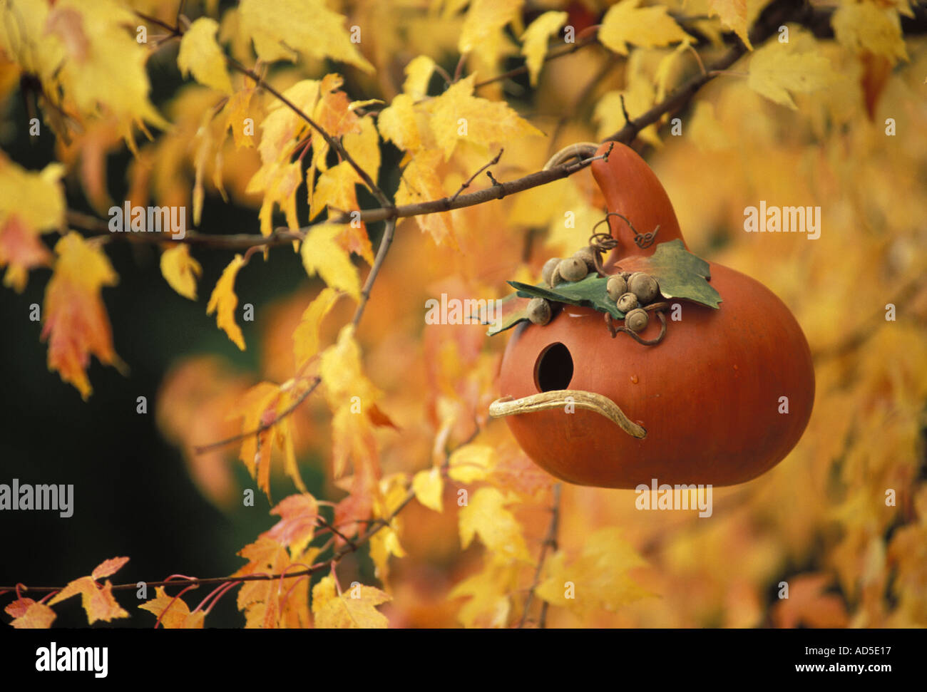 Welcome: Unusual gourd or squash birdhouse or birdbox made decorated ...