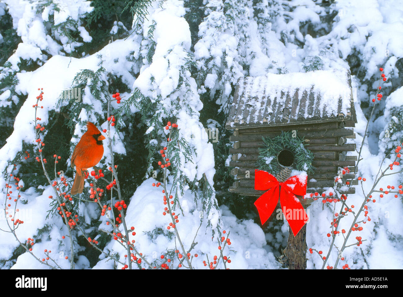 Male cardinal by log cabin birdhouse or birdbox decorated with red bow ...
