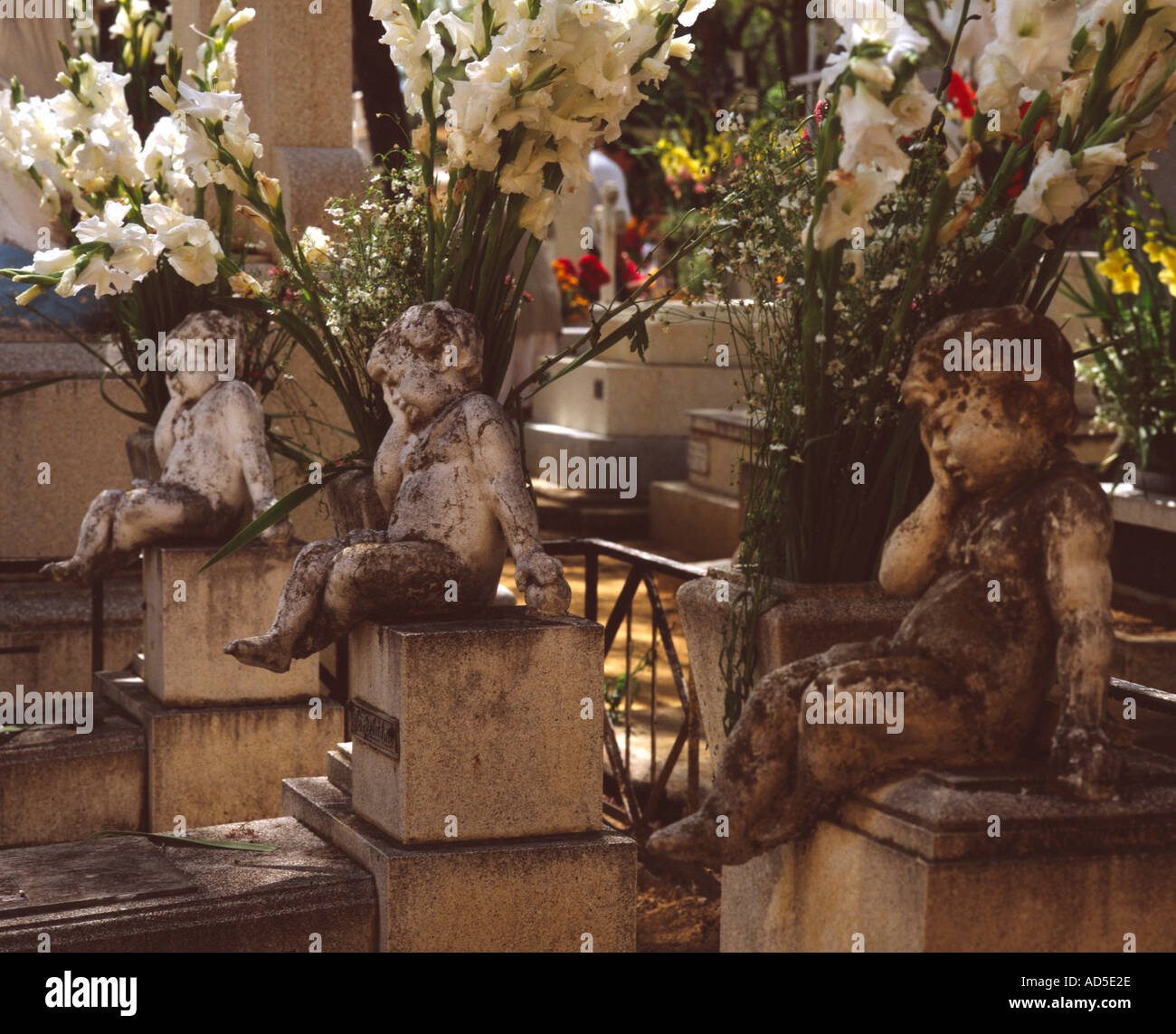 Three graves with cherub statues decorated with white Gladioli for the ...