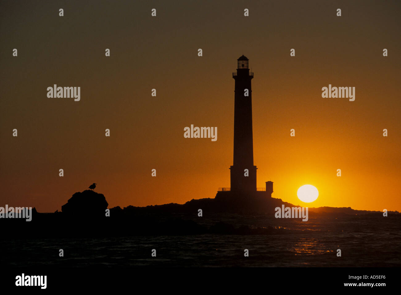 Sunset at lighthouse watched by a seagull Stock Photo - Alamy