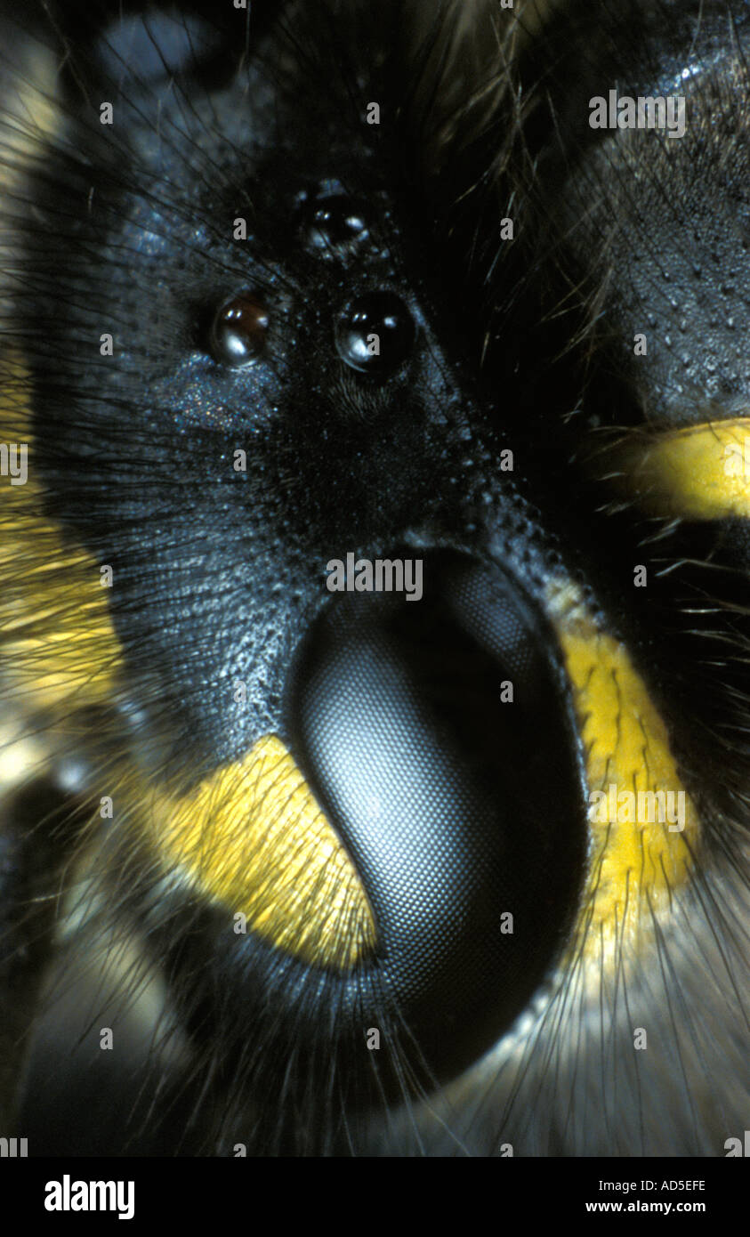 Real wasps hi-res stock photography and images - Alamy