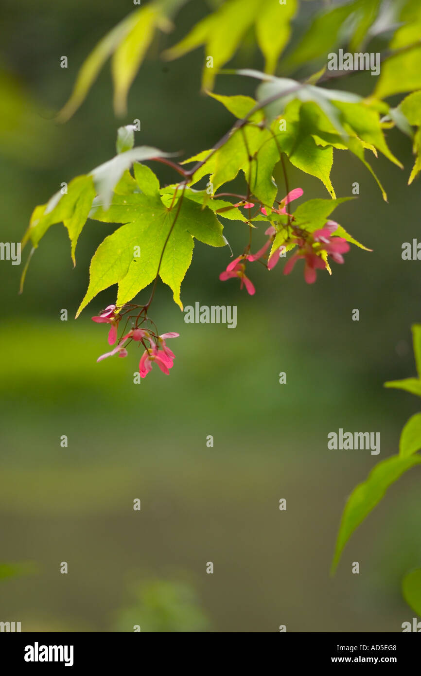 Mable tree branch and seeds Stock Photo - Alamy