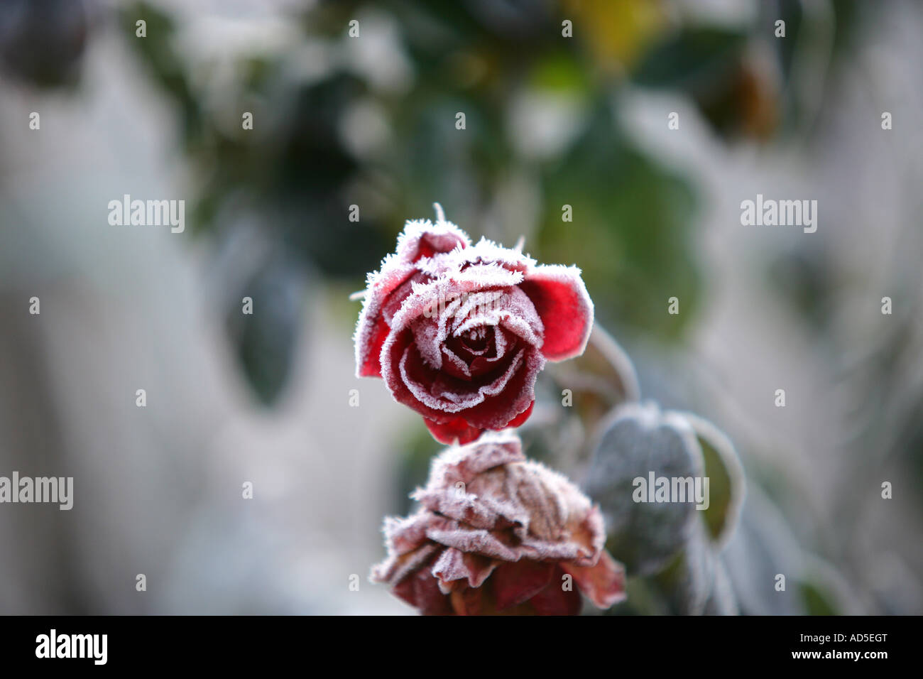 frozen roses in winter Stock Photo - Alamy