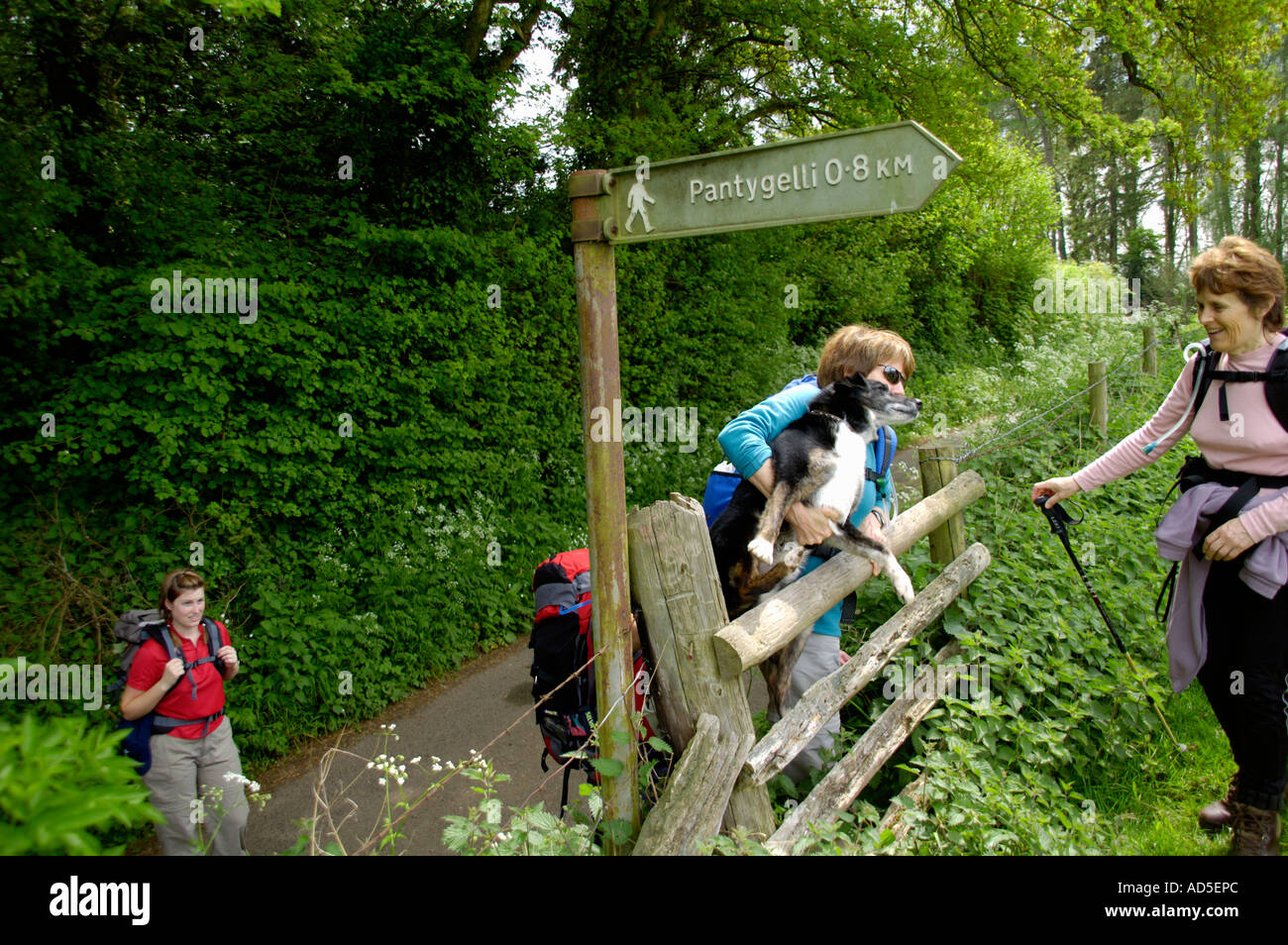 Dog stile hi-res stock photography and images - Alamy