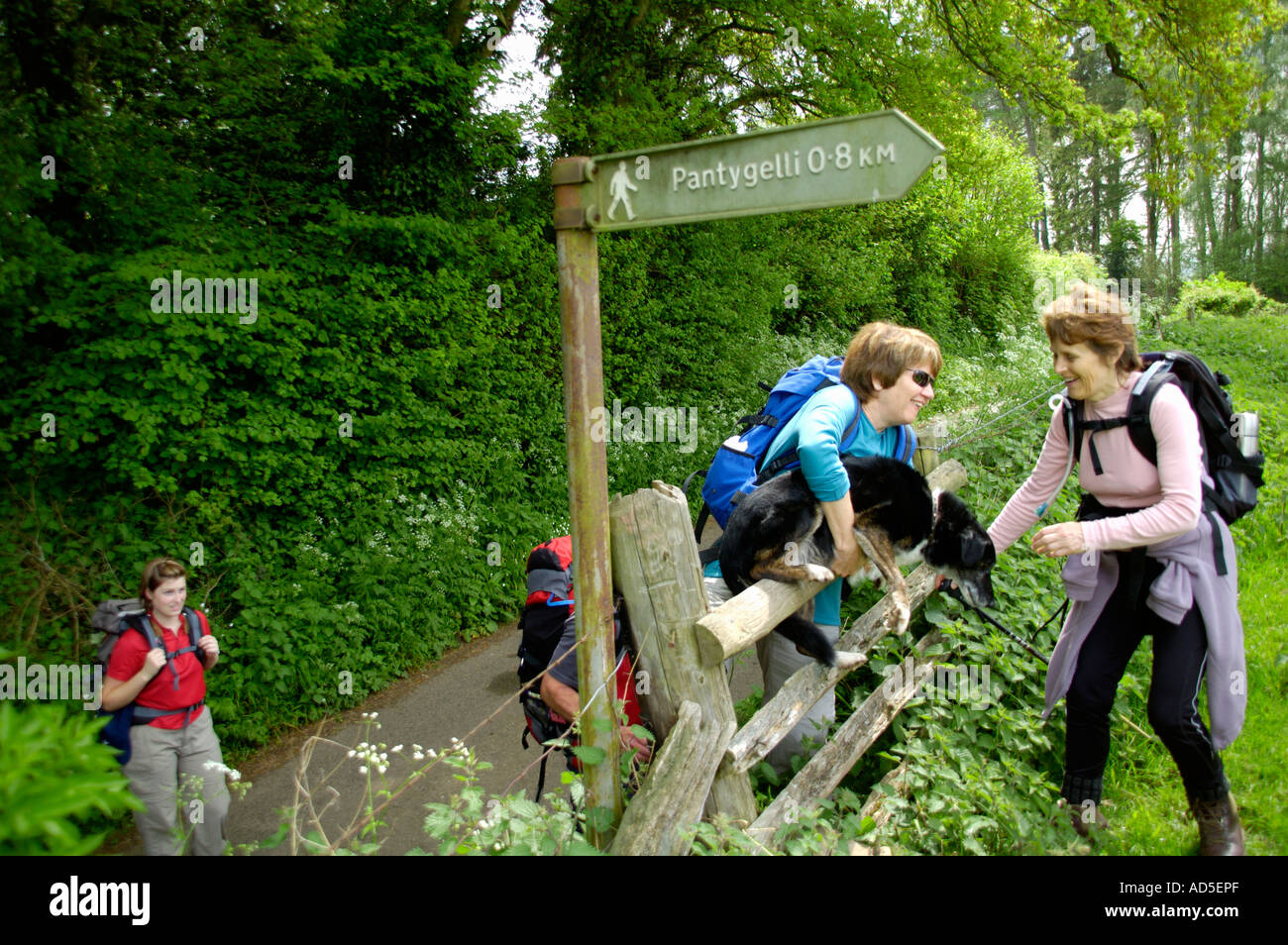 Dog stile hi-res stock photography and images - Alamy