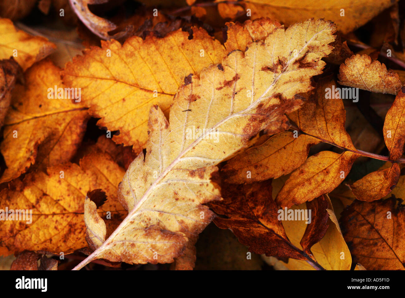 close up of fallen leaves laying on the ground Stock Photo - Alamy