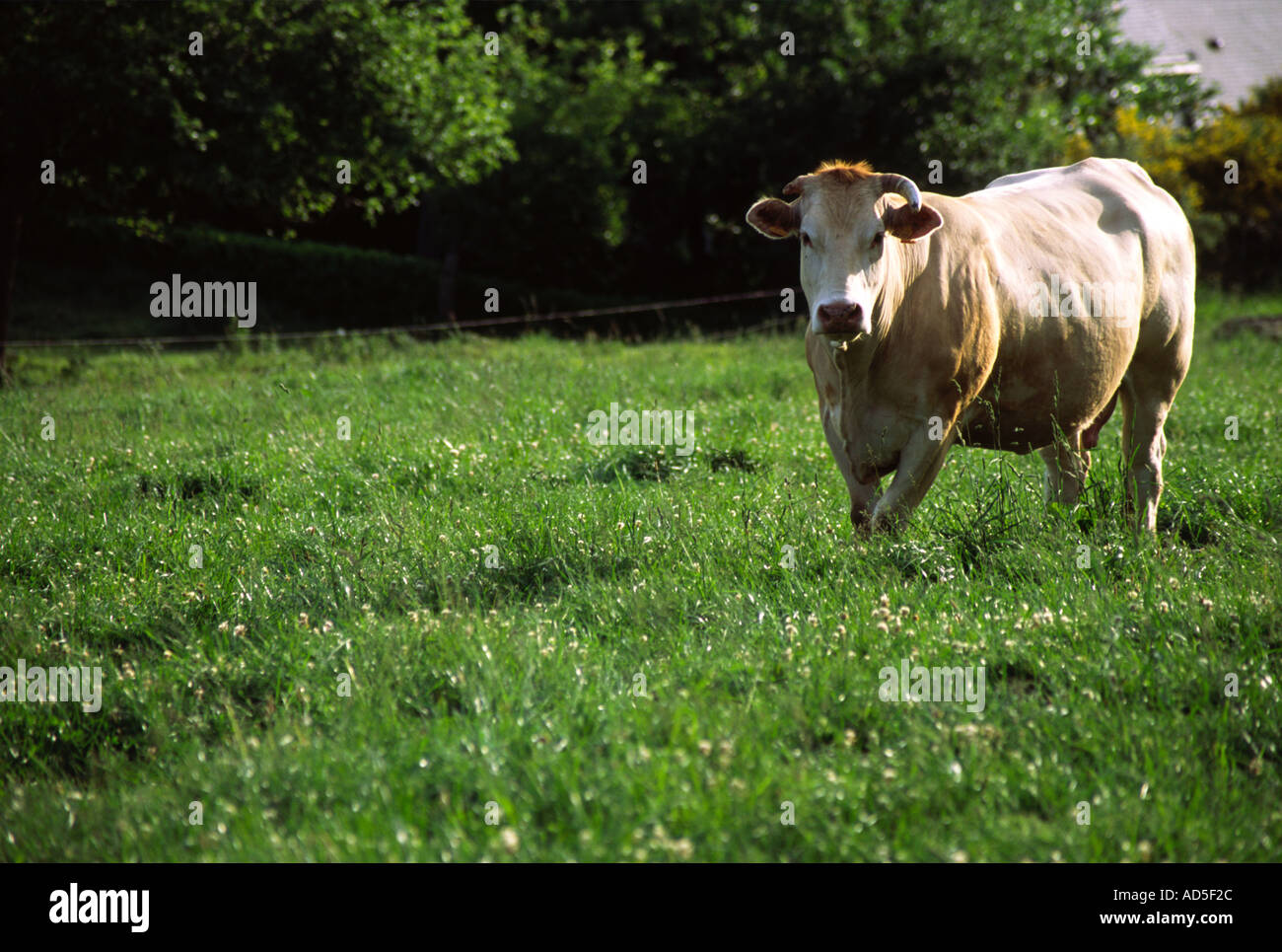 Cows grazing on pasture brittany hi-res stock photography and images ...