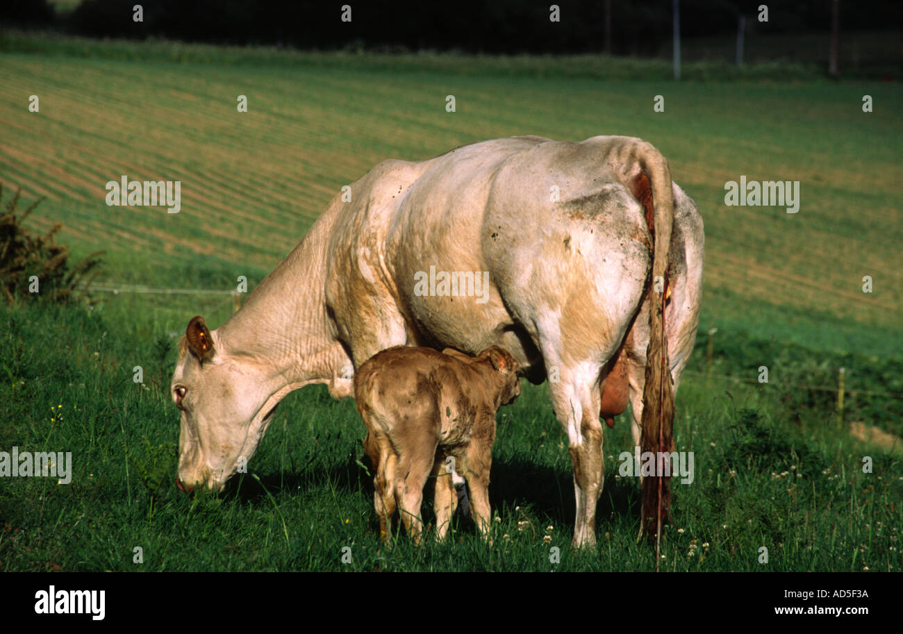 Calf with afterbirth hi-res stock photography and images - Alamy