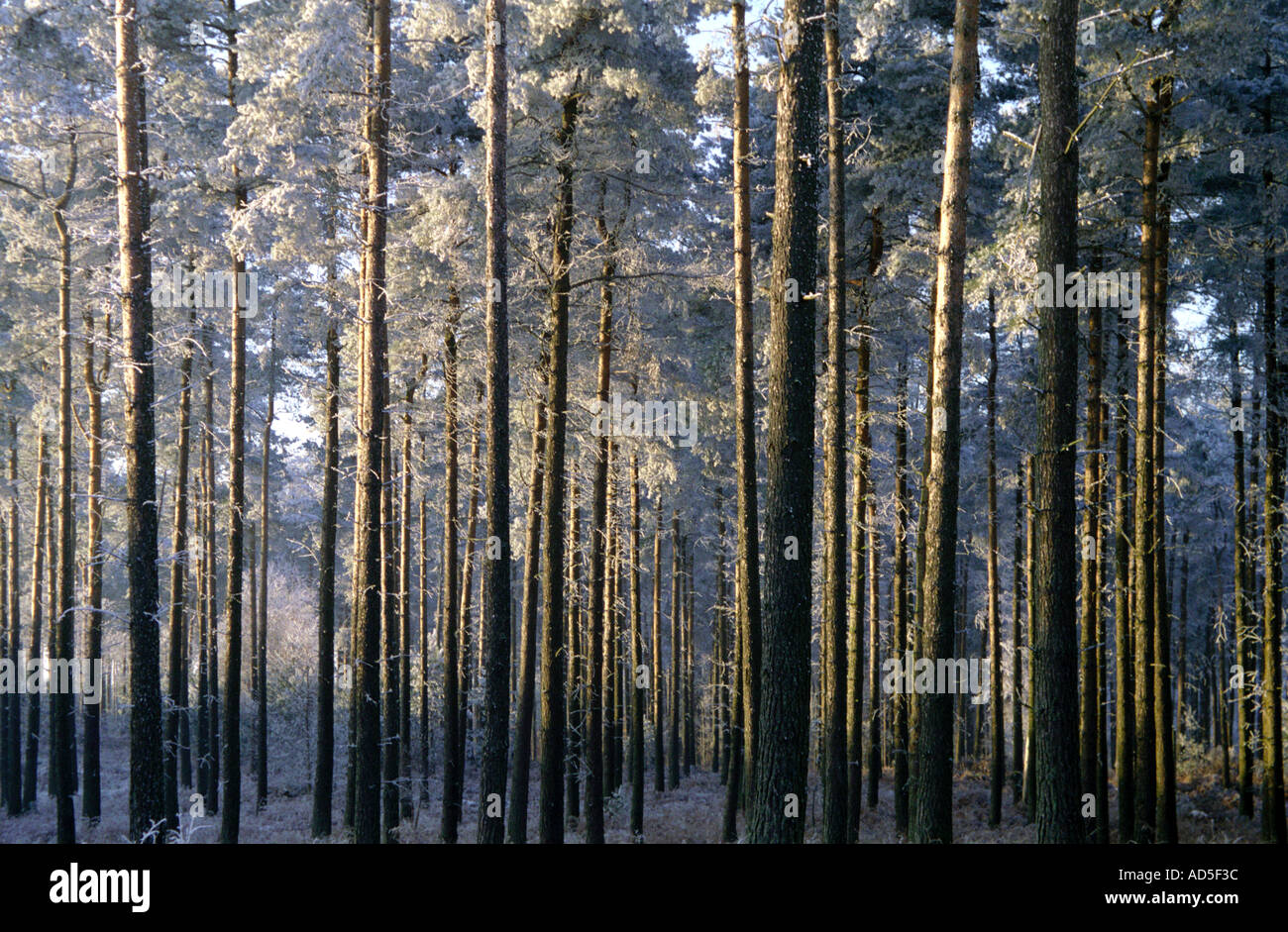 Trees in a forest in England in winter Cannock Chase Staffordshire ...