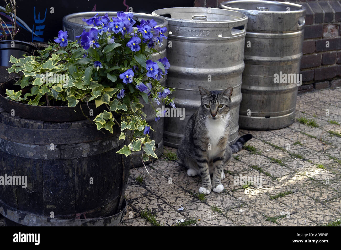 Cat beer hi-res stock photography and images - Alamy