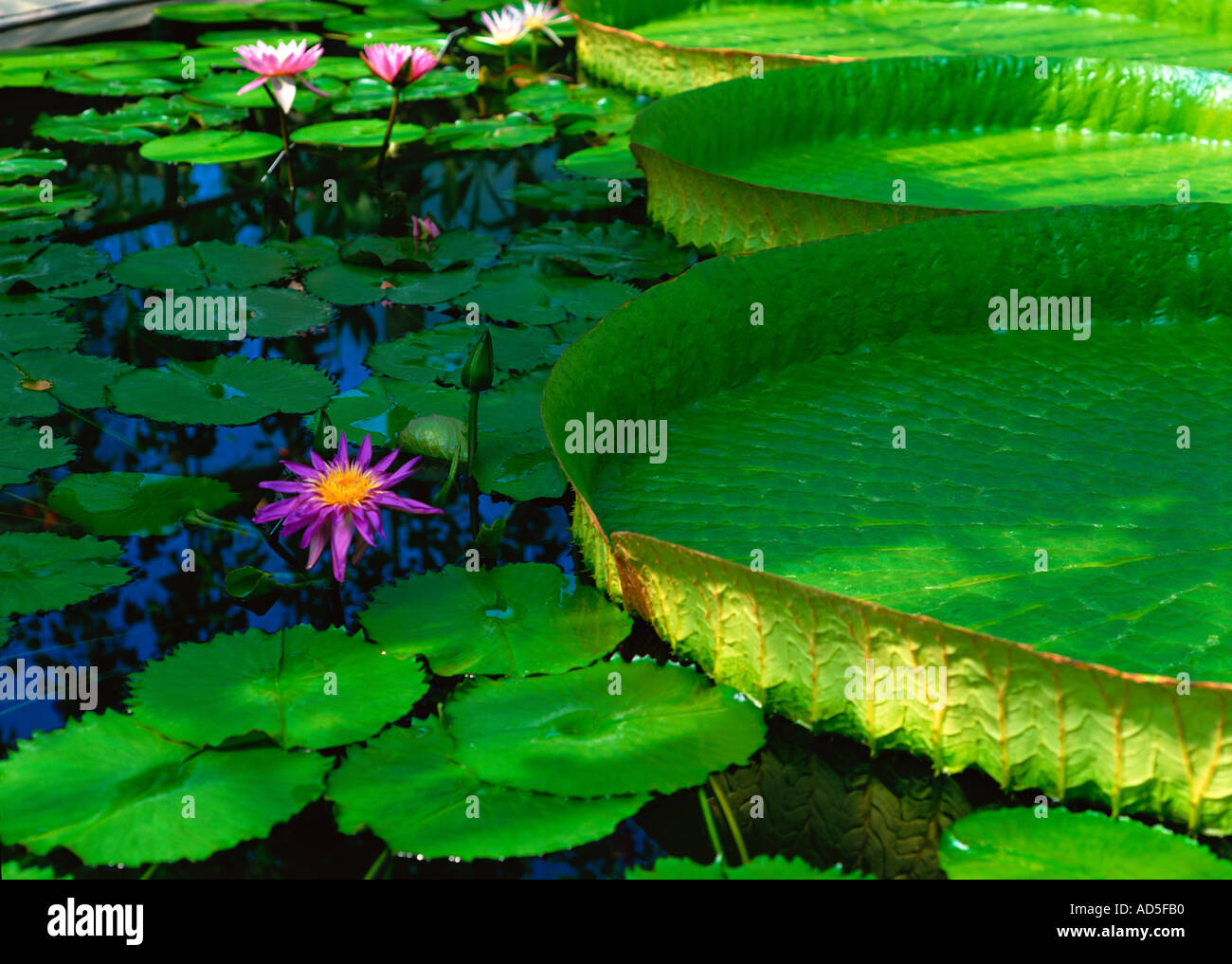 Fat pads hi-res stock photography and images - Alamy