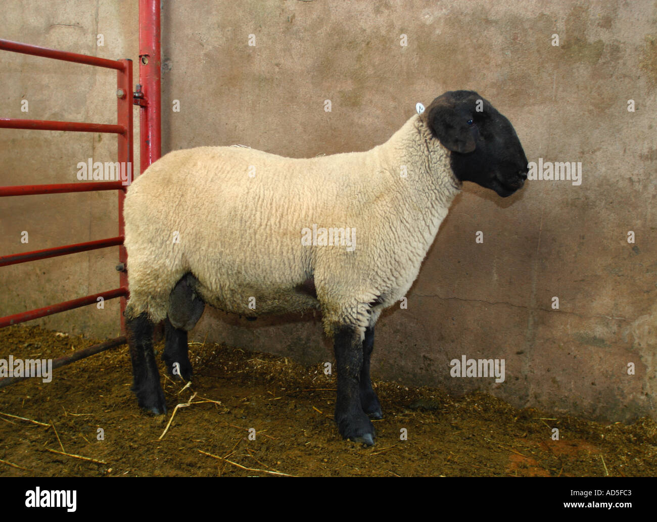 Suffolk Sheep Ram High Resolution Stock Photography and Images - Alamy