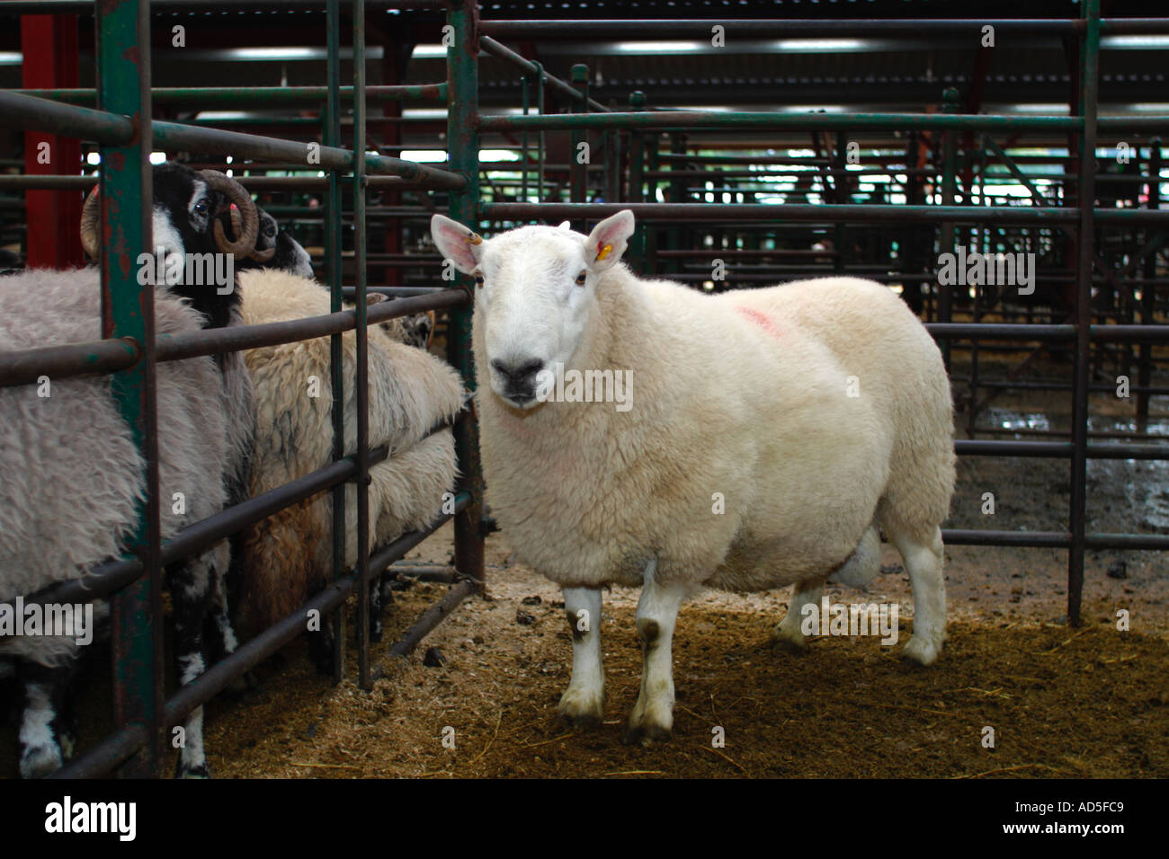 Cheviot tup at auction market farmer's monthly sales Stock Photo - Alamy