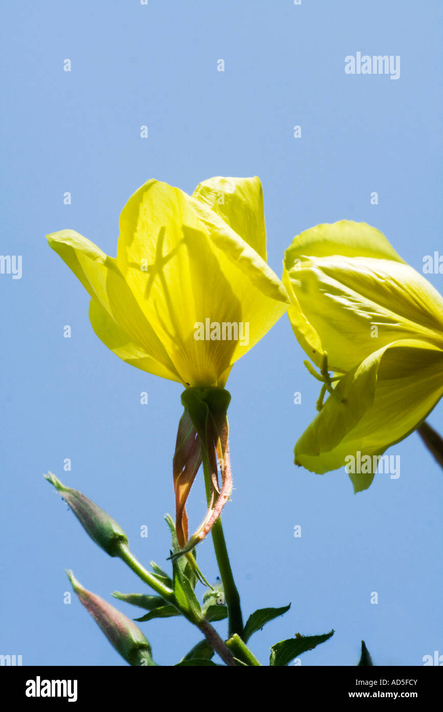 Evening primrose flowers hi-res stock photography and images - Alamy