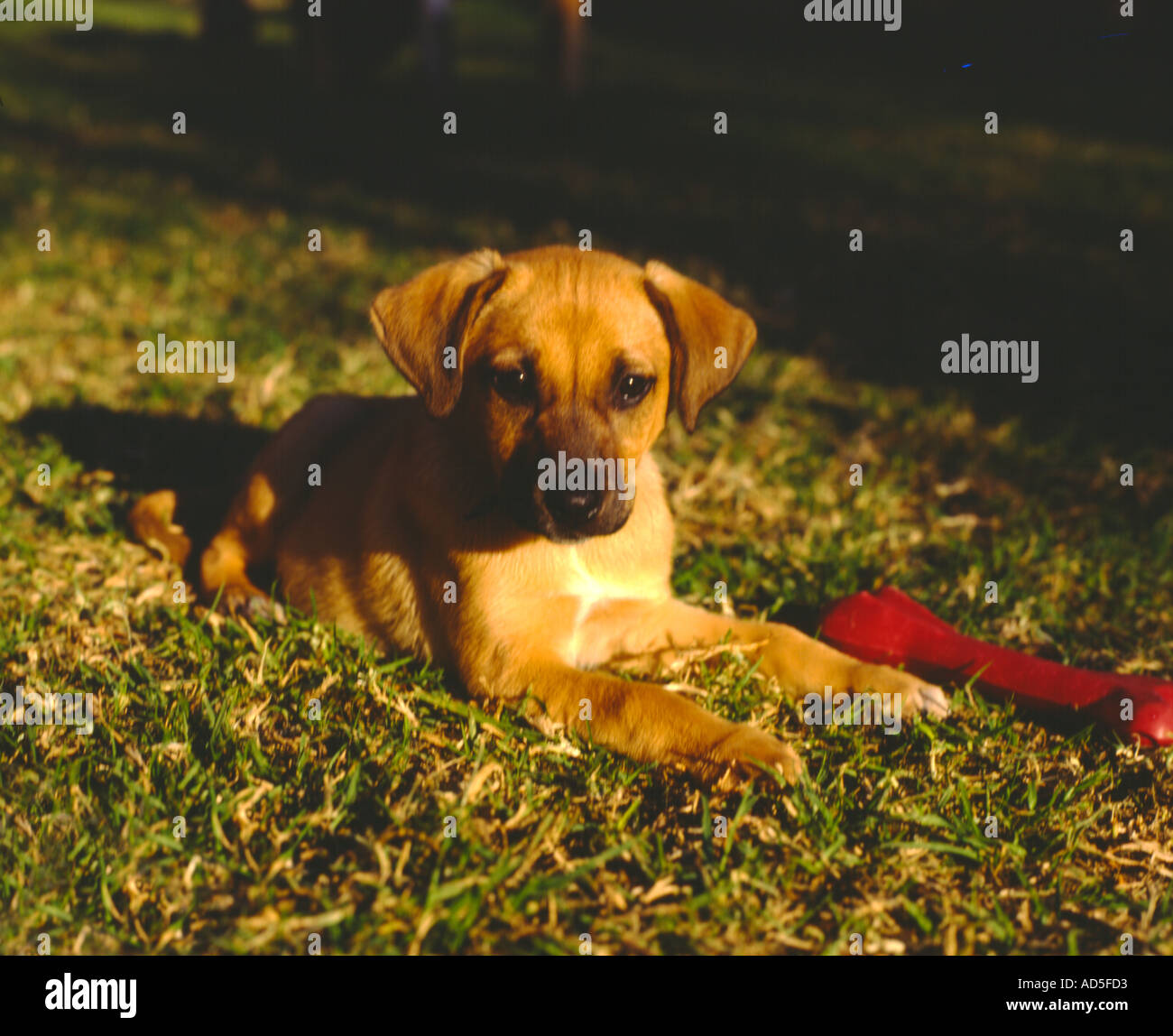 Kelpie Pup Stock Photos & Kelpie Pup Stock Images - Alamy