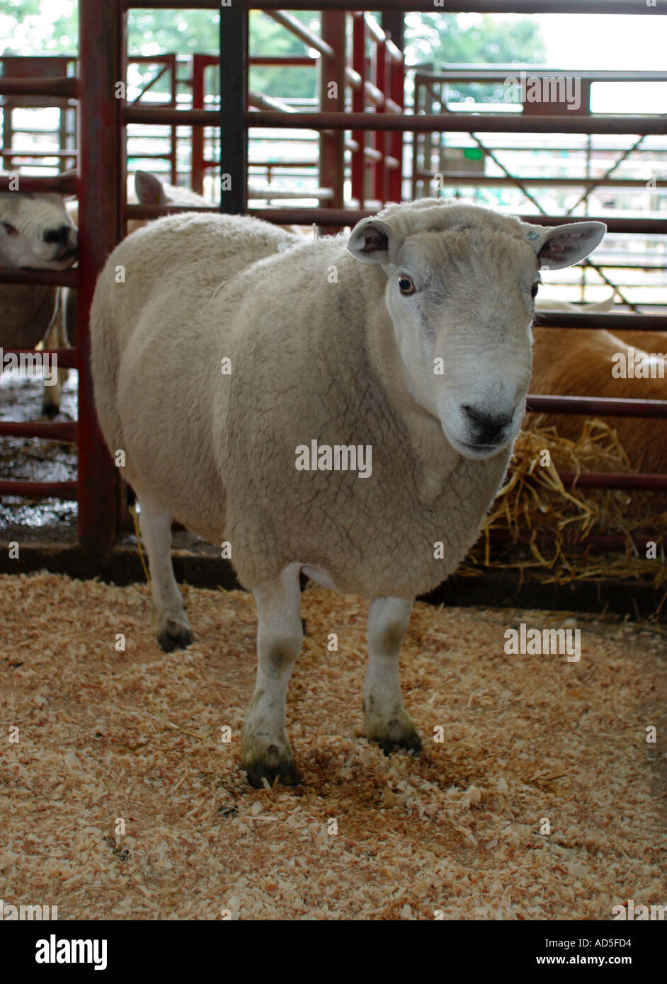 Cheviot breed sheep lamb hi-res stock photography and images - Alamy
