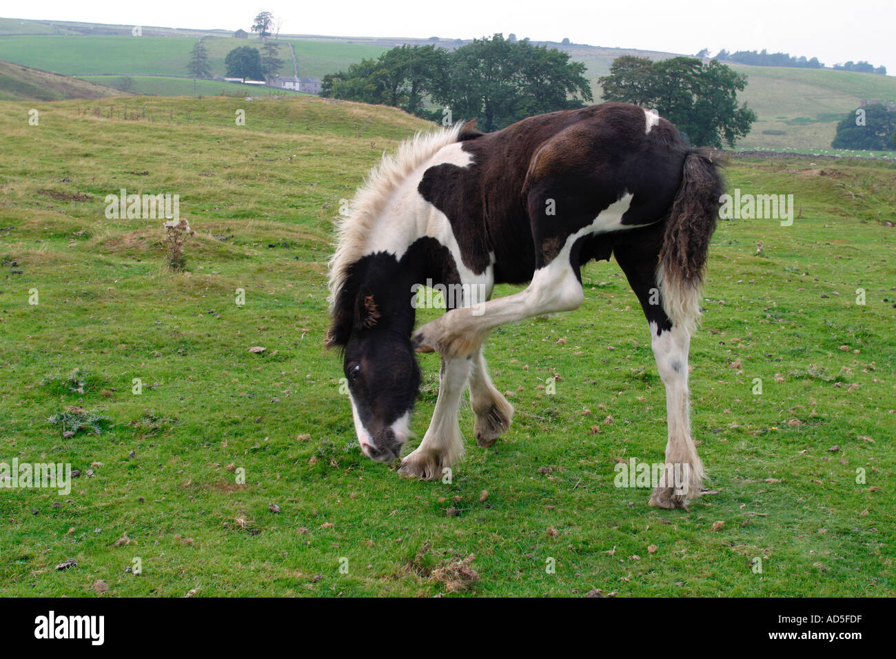 Balancing act. Young foal learning how to balance on three legs while ...