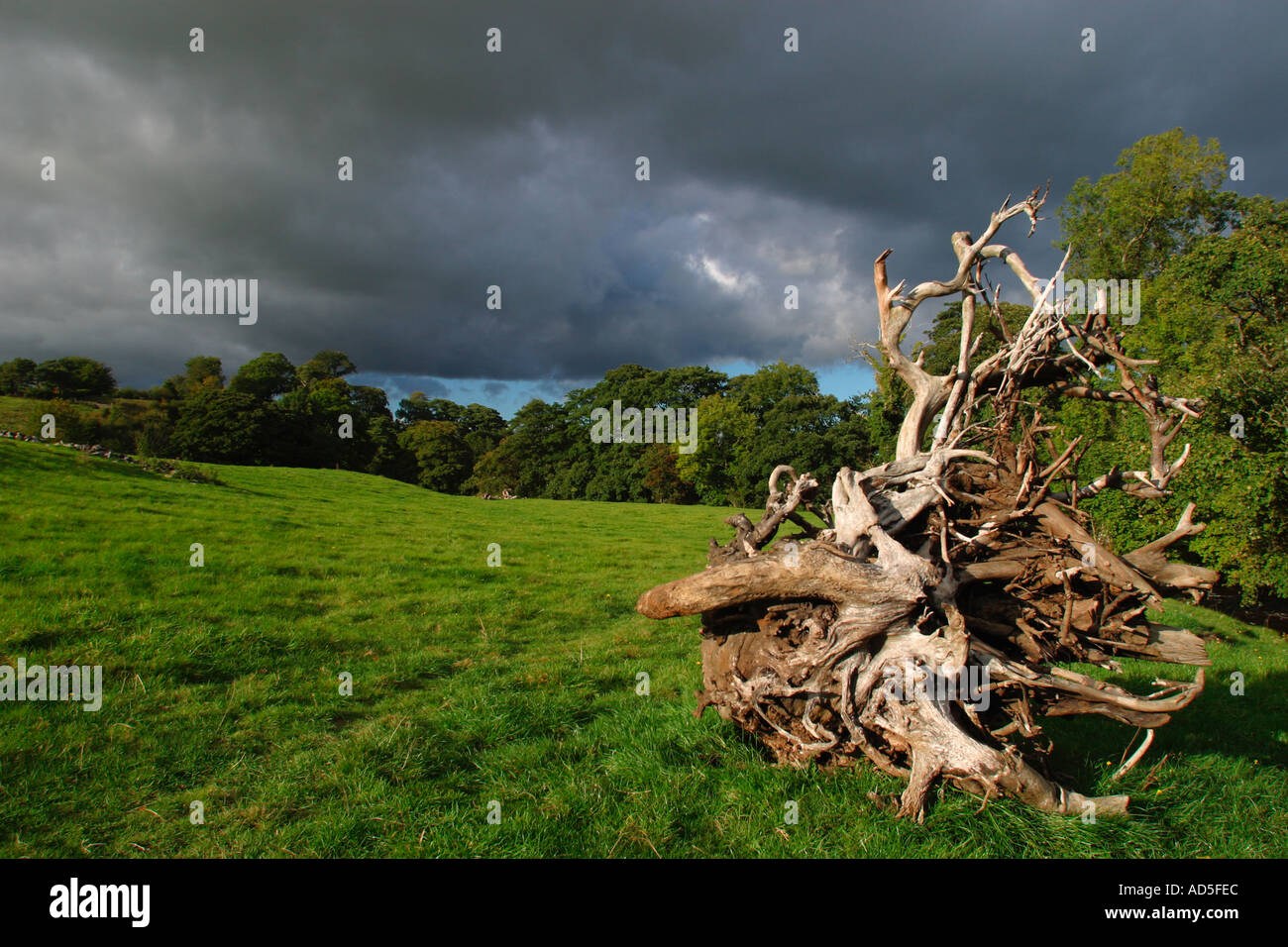 Storm washed tree roots, pushed downstream by flood waters and left in ...