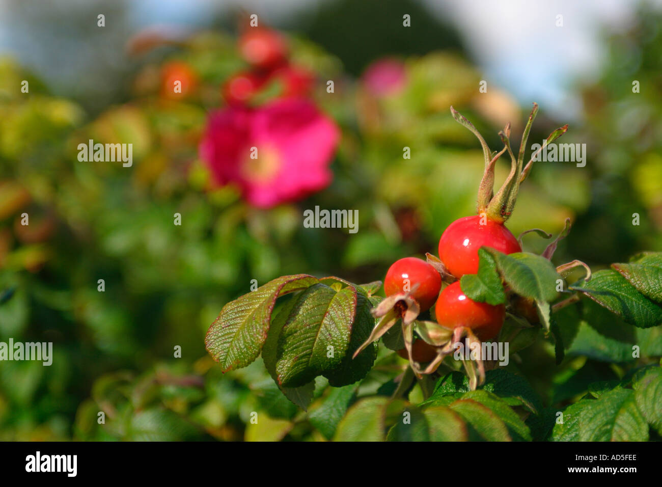 C rugosa hi-res stock photography and images - Alamy