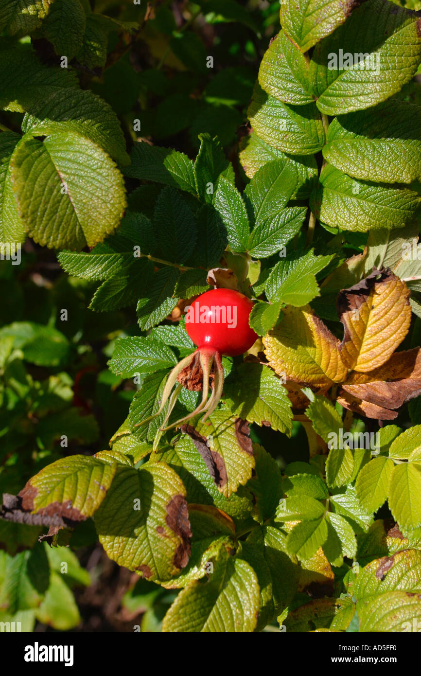 Wild growing rose hips on a Rosa Rugosa rose bush Stock Photo - Alamy