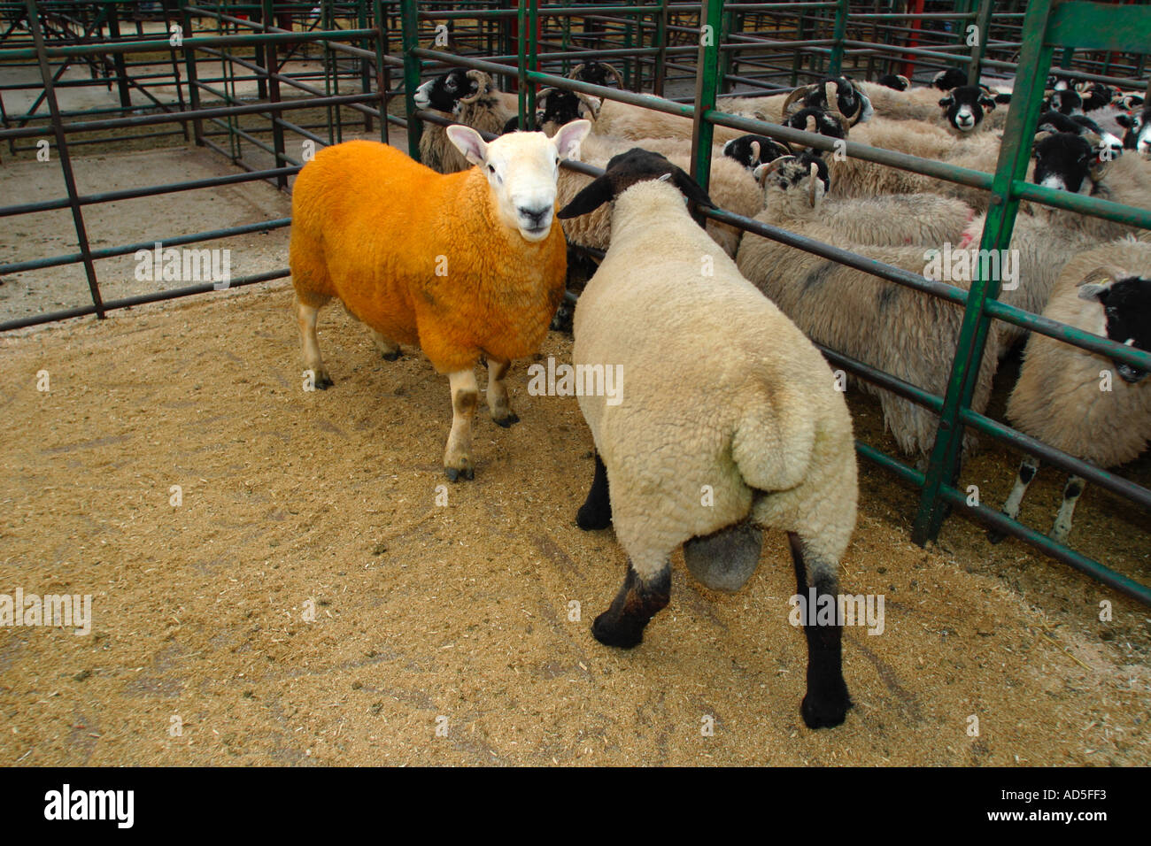 North country cheviot black faced hi-res stock photography and images ...