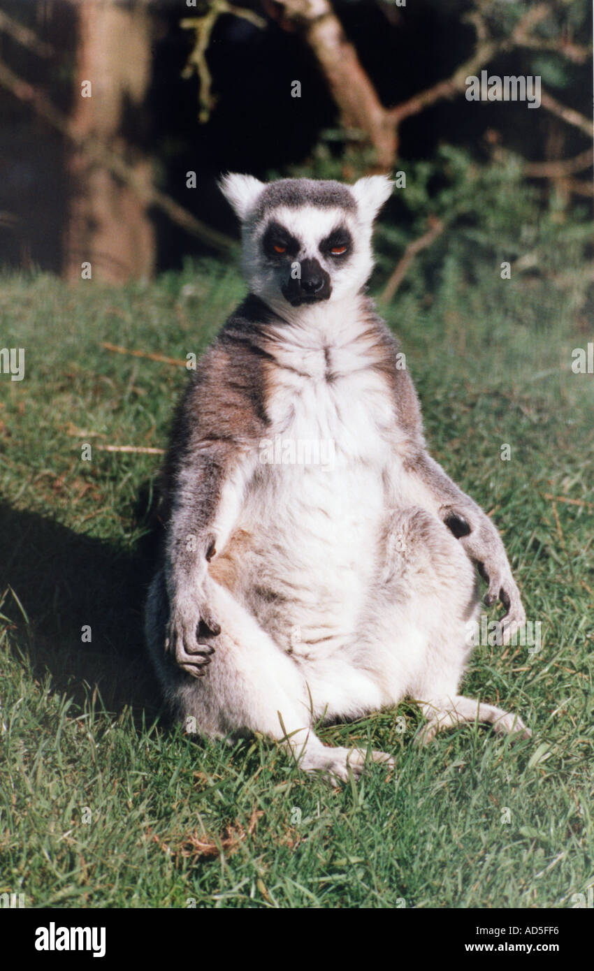 Lemur striking meditation pose Stock Photo - Alamy