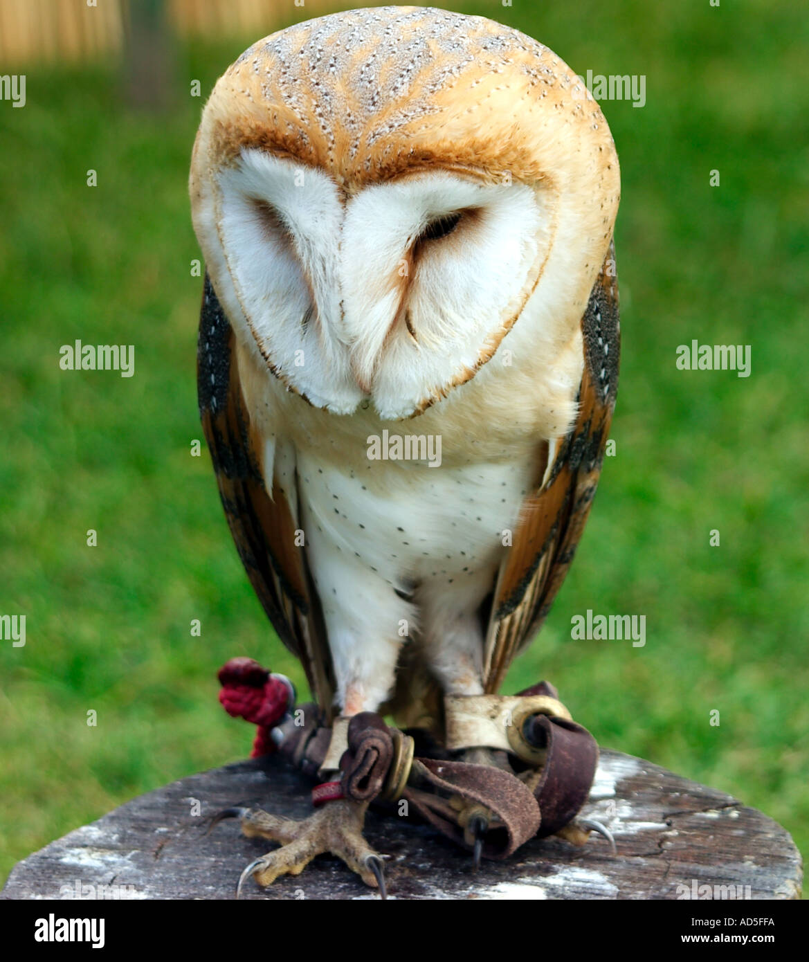 Barn Owl Stock Photo - Alamy