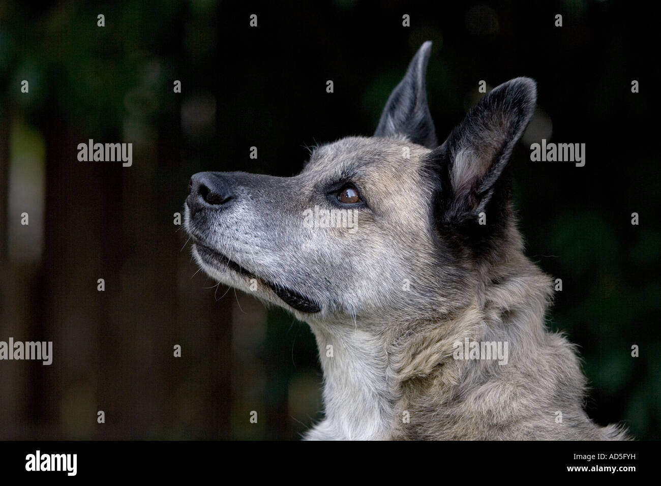 German Shepherd Greyhound Mixed Breed Dog Stock Photo - Alamy