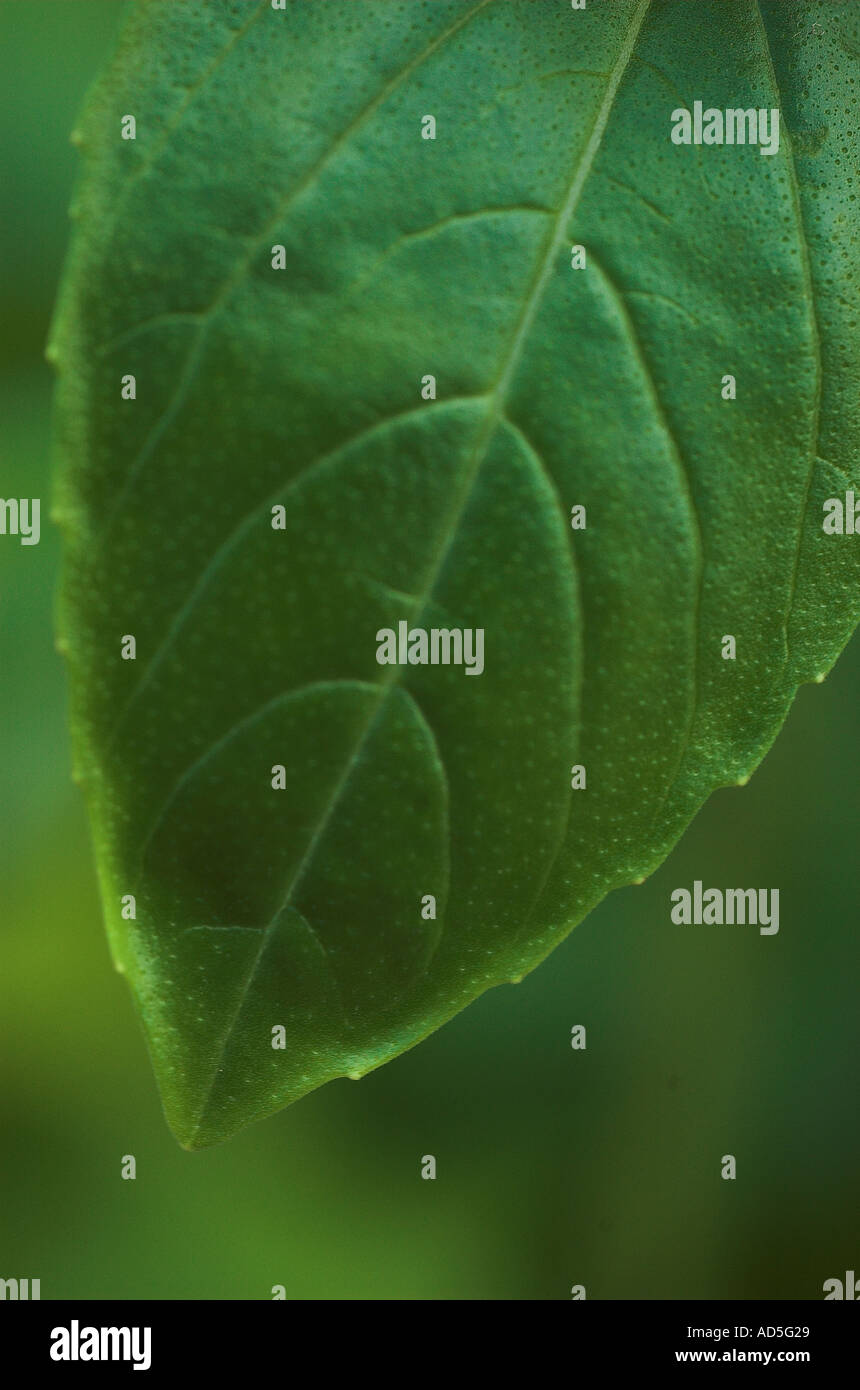 Single Basil leaf Stock Photo - Alamy