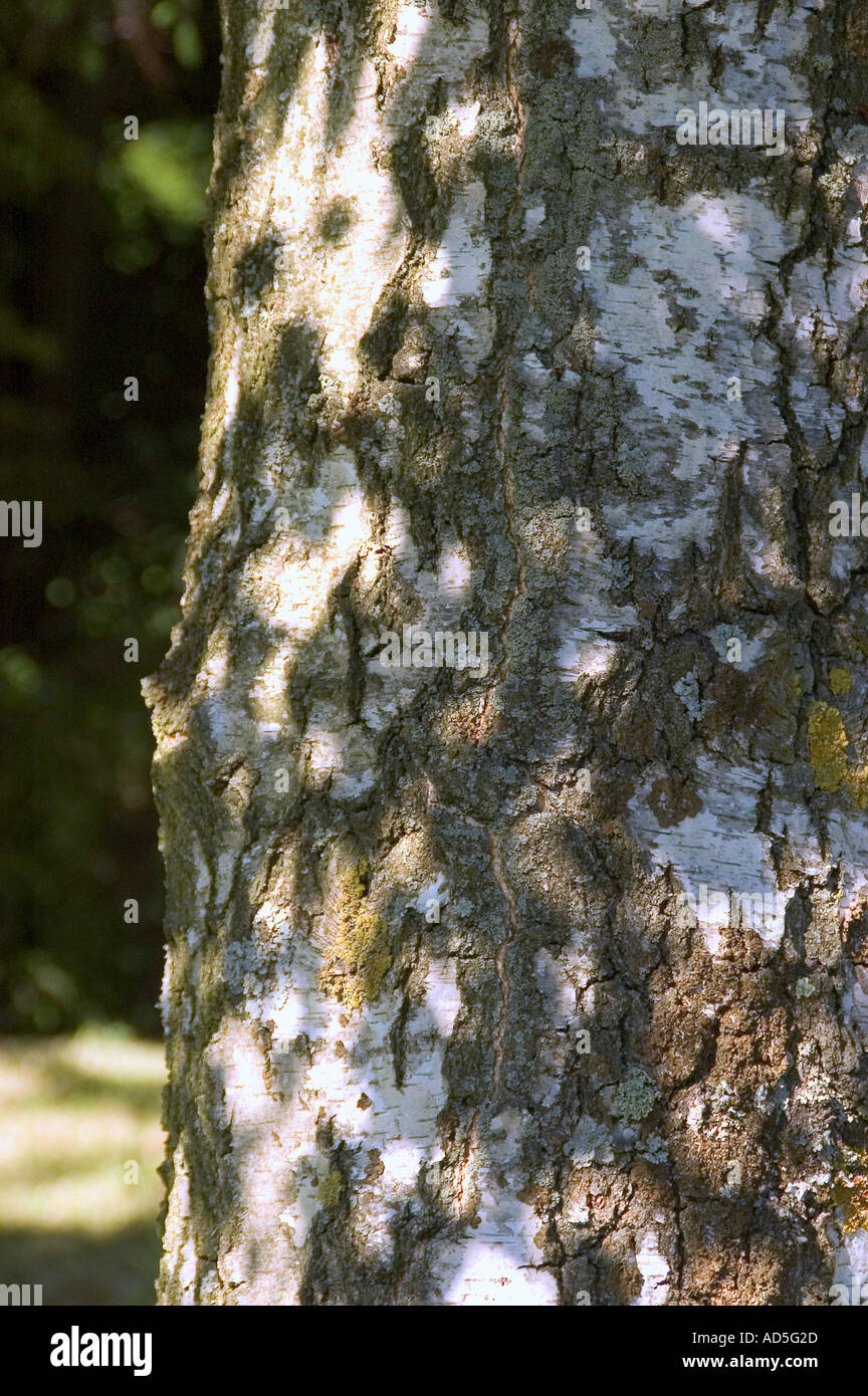 Silver Birch Bark in dapple shade Stock Photo - Alamy