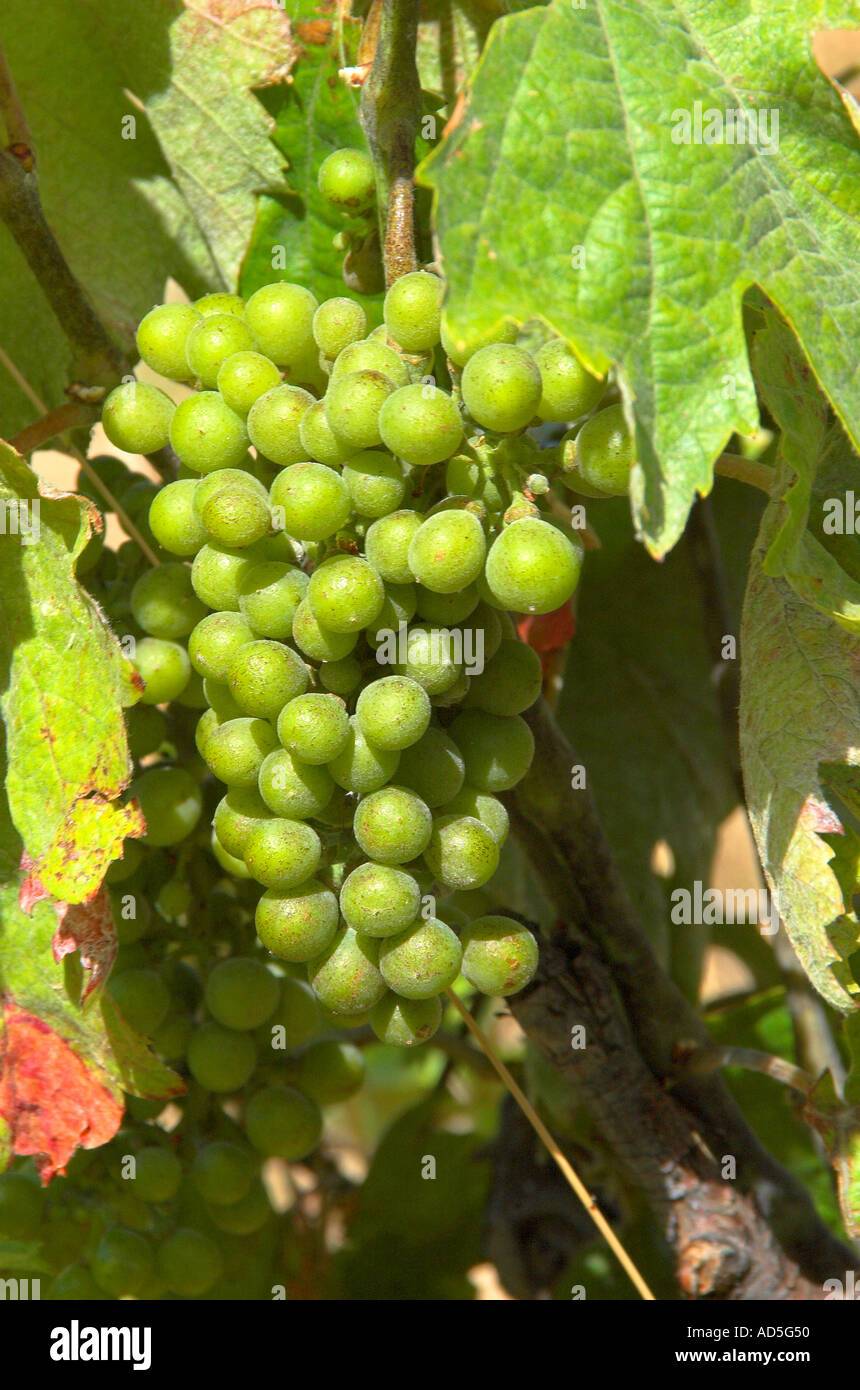 Grapes on the vine vineyard in Provence France Stock Photo - Alamy