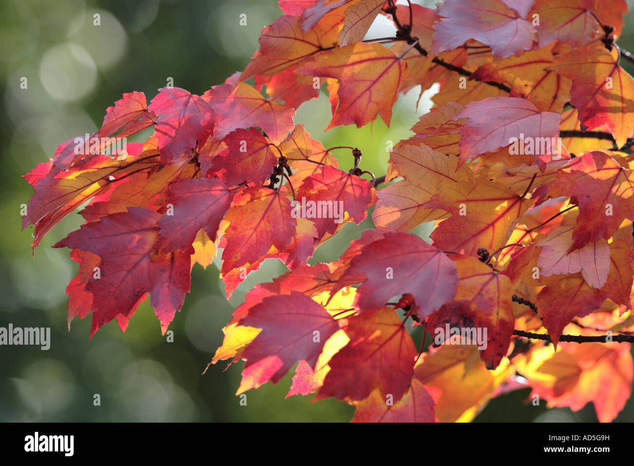 red maple leaves in autumn acer rubrum Stock Photo - Alamy