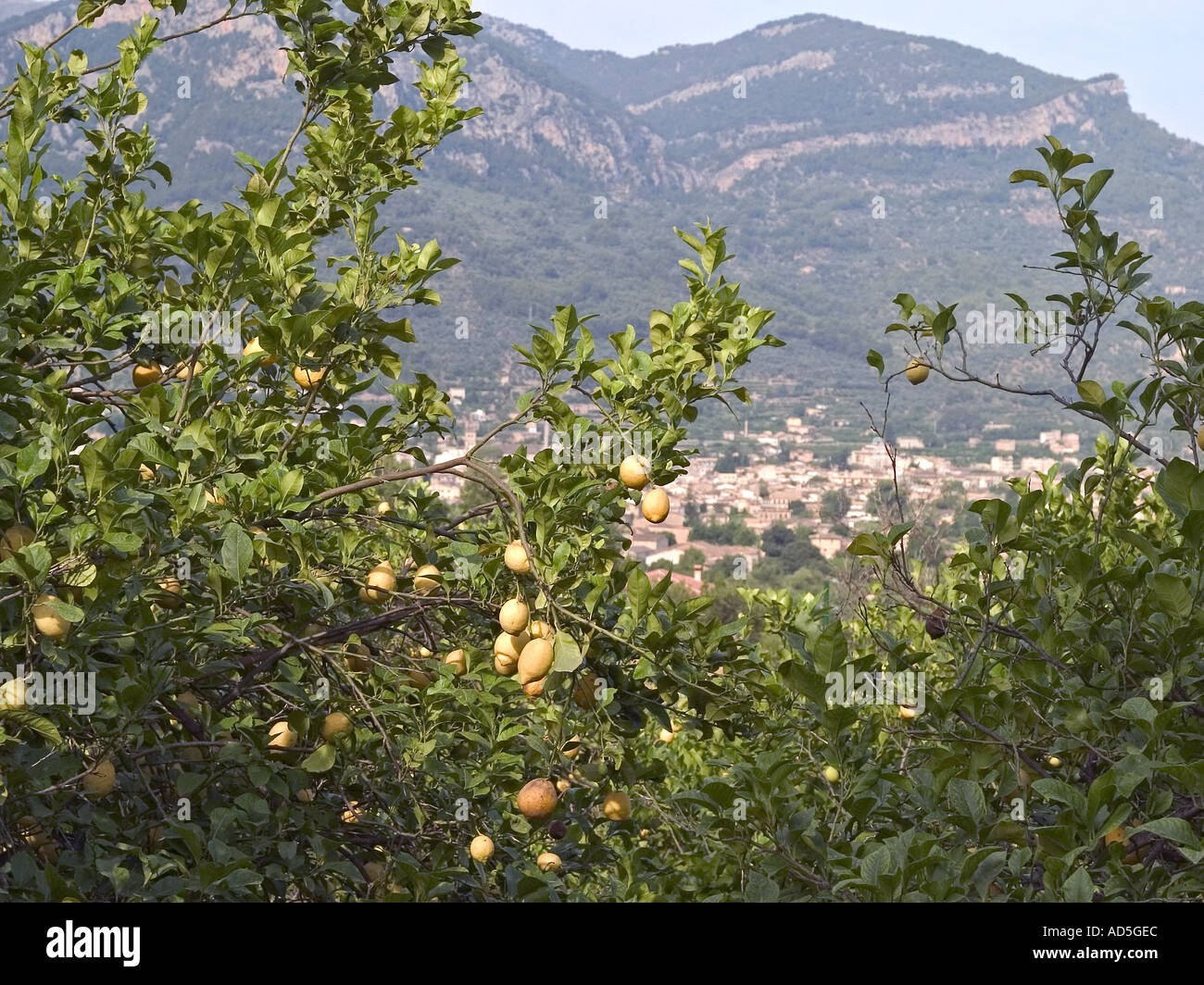 Lemons and mountains Mallorca Stock Photo - Alamy